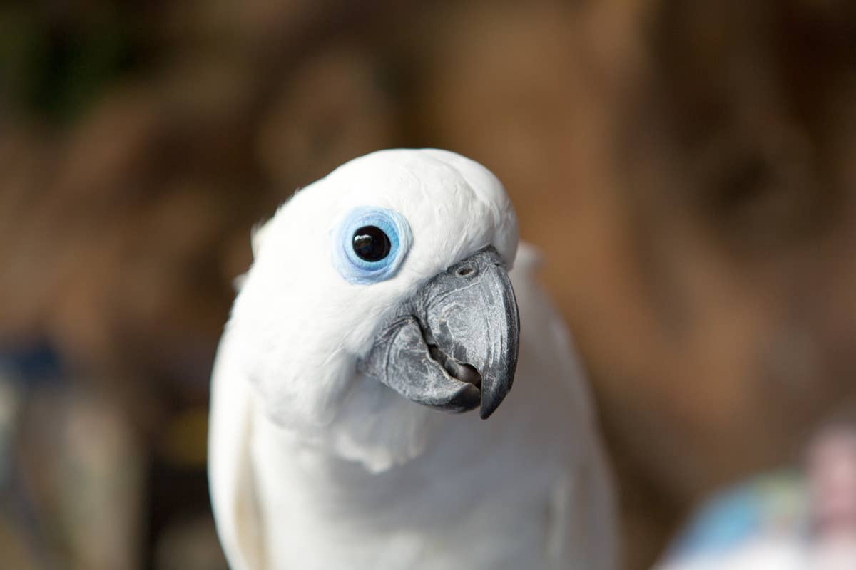 Cockatoo's 'Heart and Soul' Performance Ends with Most Epic Grand Finale