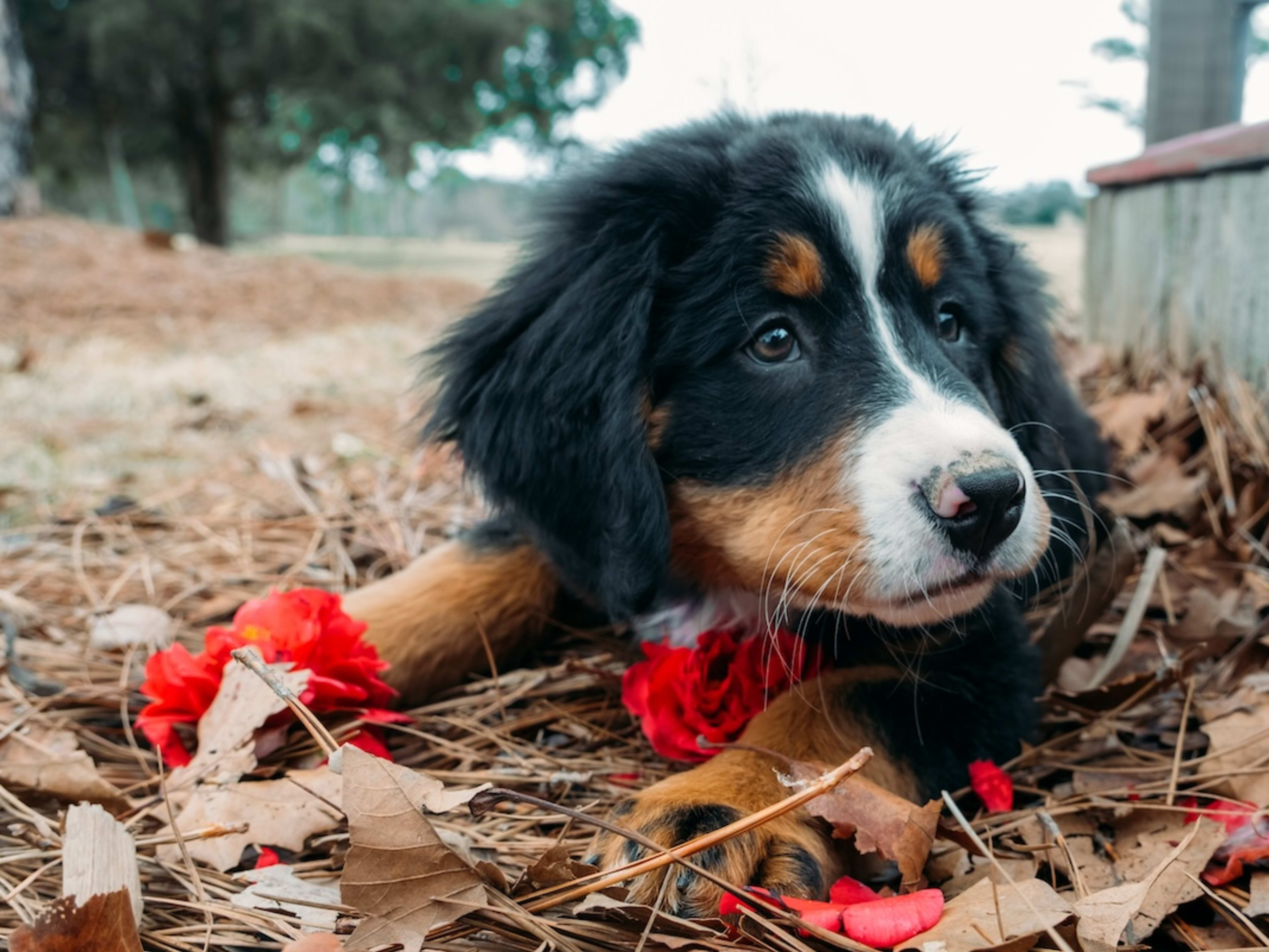 Bernese Mountain Puppy’s Sweet Cries for His Mama Have Hearts ...