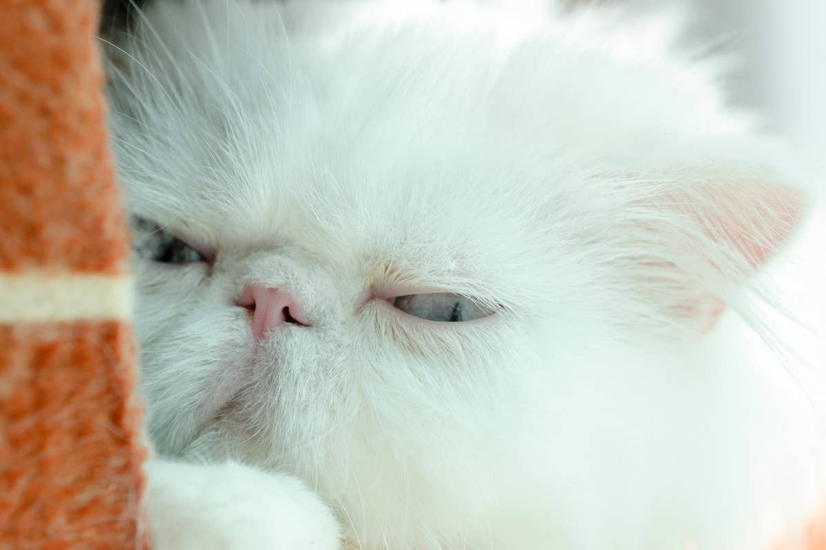 Grumpy Persian Cat Memes Grumpy Cat: The Internet's Favourite Meme