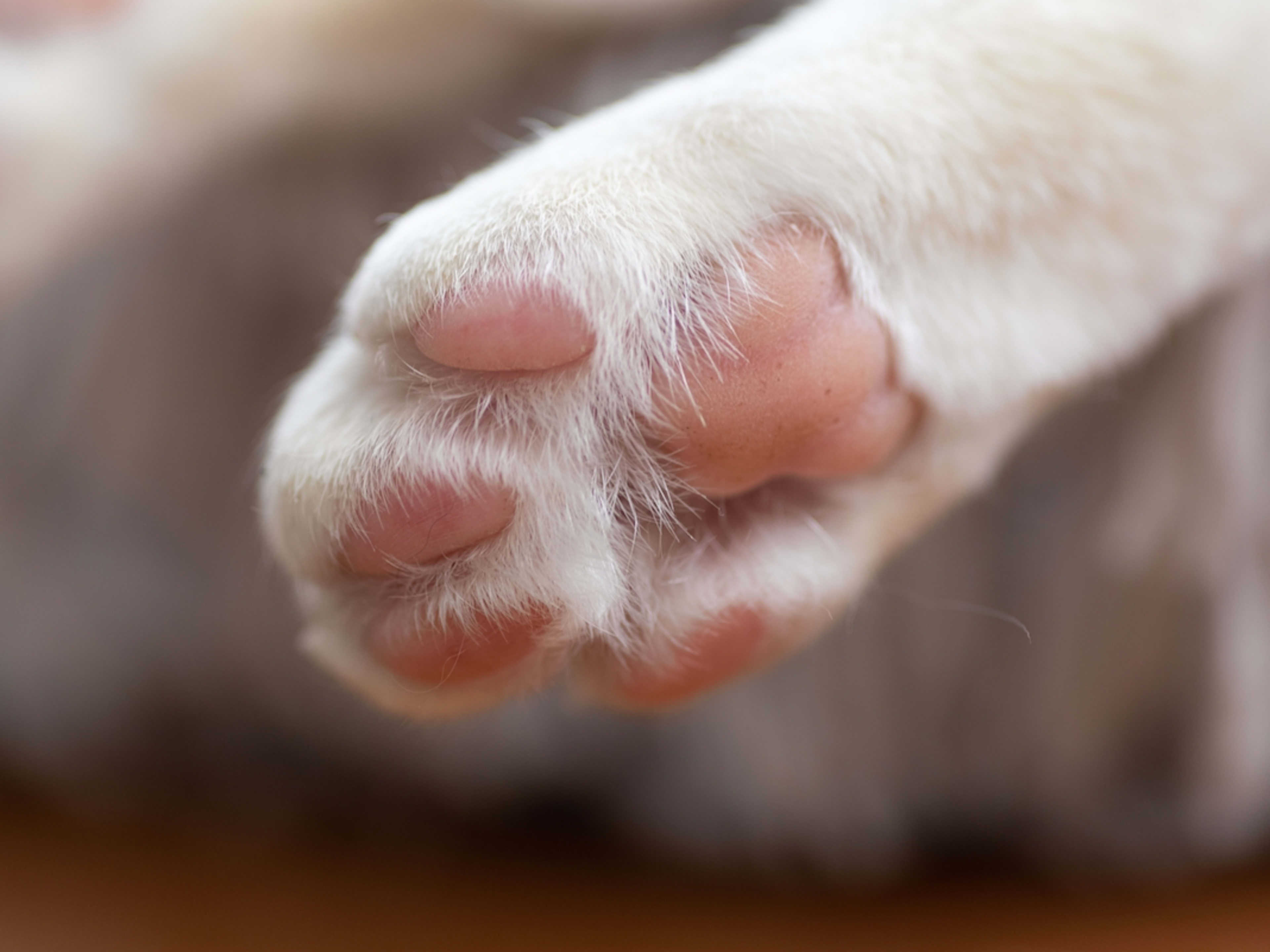 Sweet Minskin Cat Has Literal Question Mark Eyebrows and We Can’t Deal ...