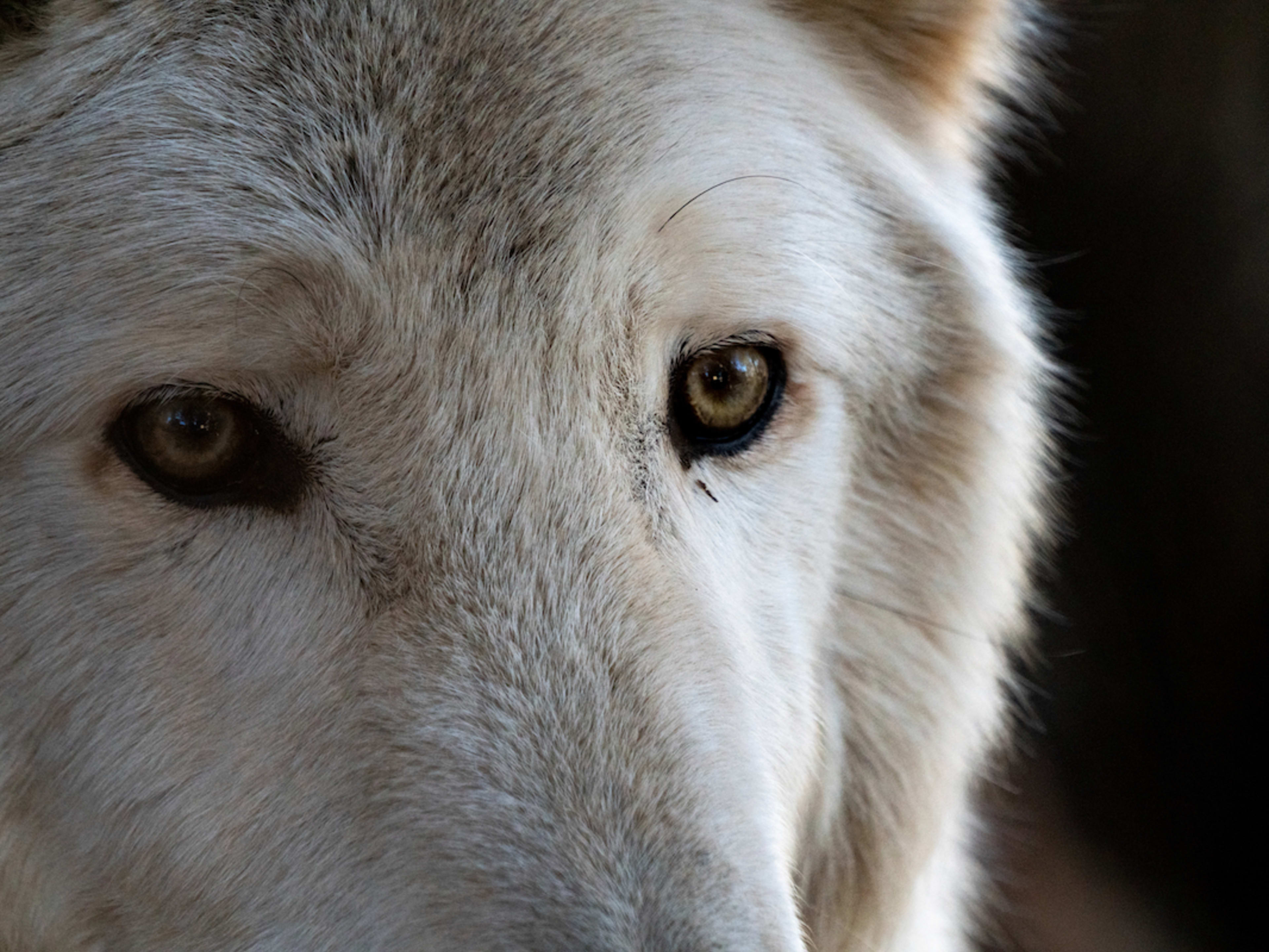 Update On Dogs Who Birthed Extremely Rare Dire Wolf Puppies Is Making ...