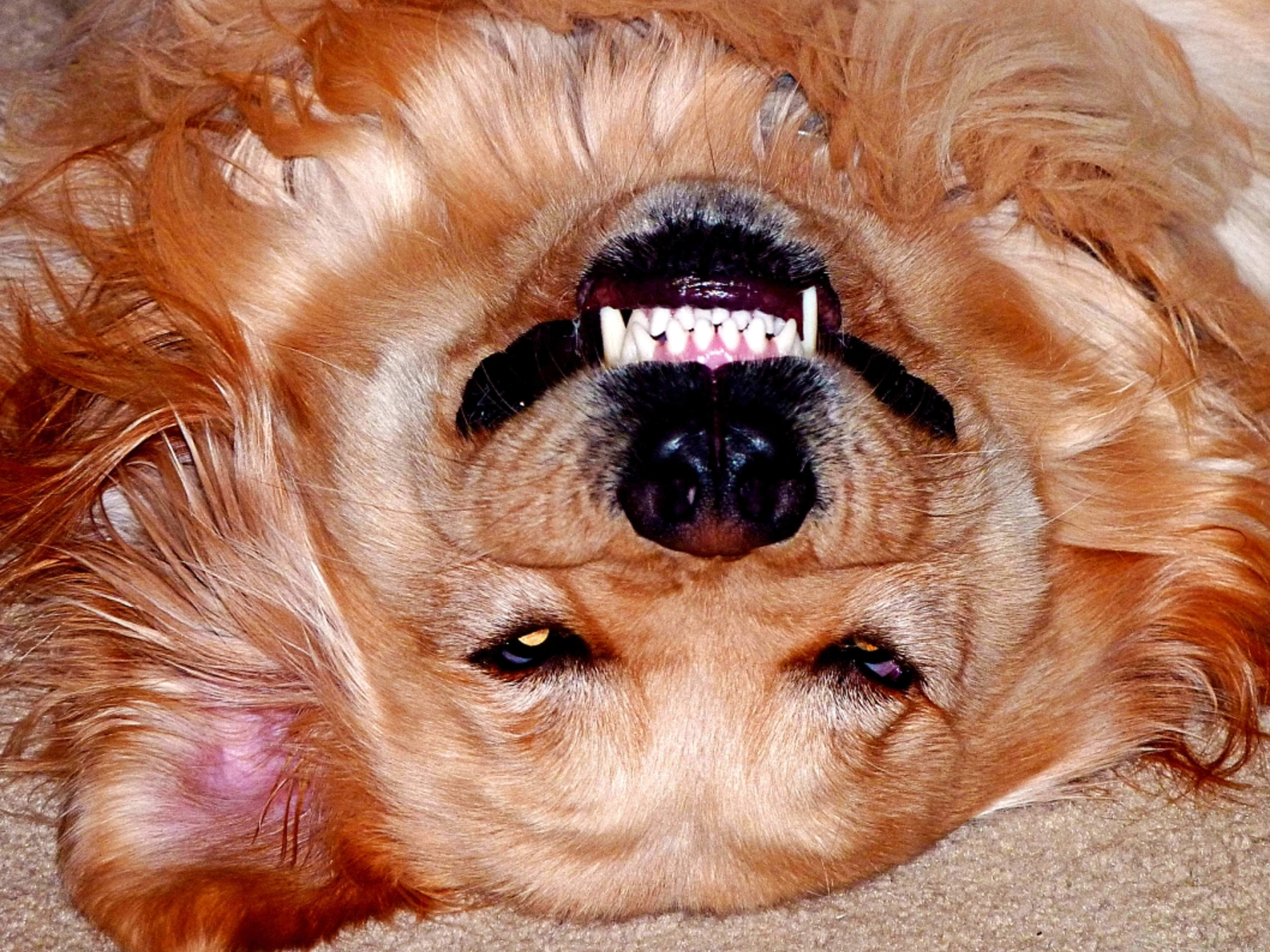 75 Dog Jokes That'll Have You Barking With Laughter