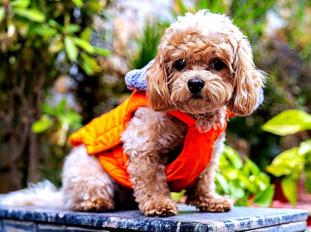 These 30 Teddy Bear Dog Breeds Are the Cutest Things