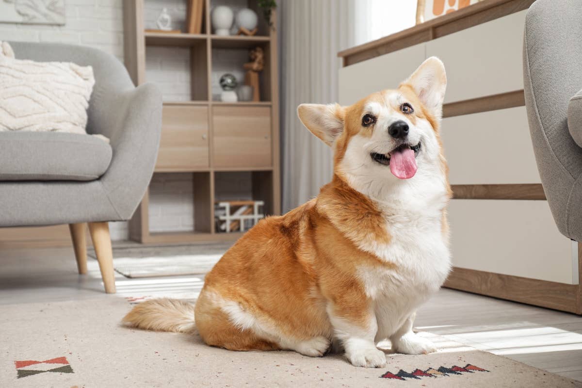 Corgi's Cute Enthusiasm Over Showing Mom His New Toy Is the Definition ...