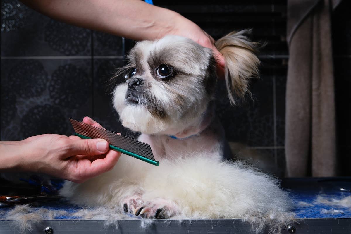 Tiny Shih-Tzu's Trip to the Groomer Results in Highly Fashionable Bob ...