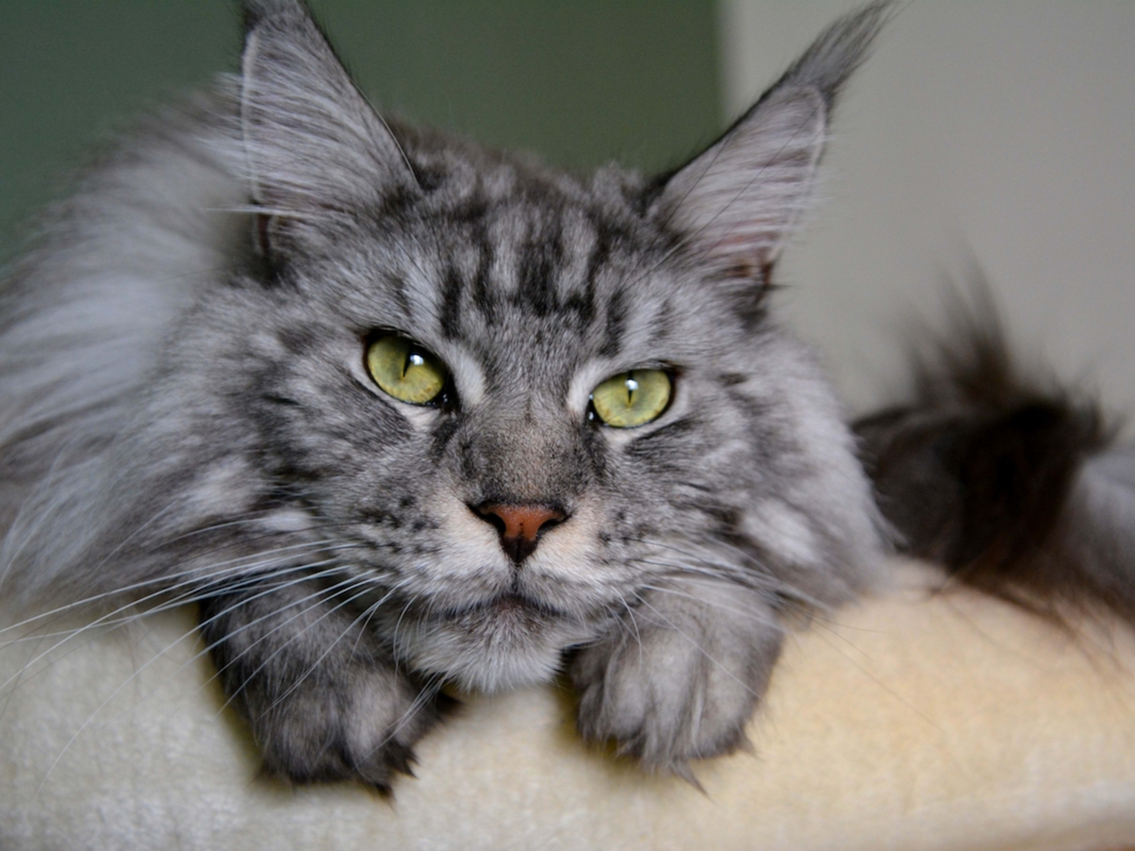 Gentle Giant Maine Coon Snuggling a Little Boy Is the Sweetest Thing ...