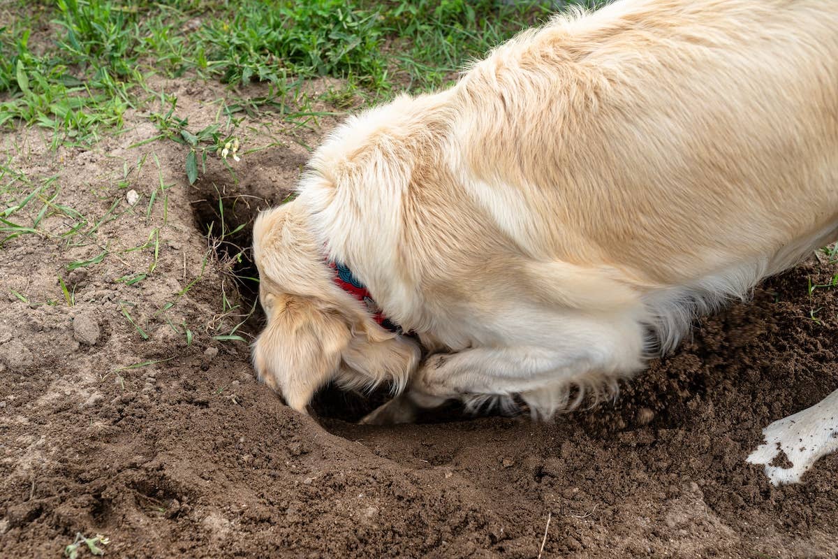 Golden Dog Digging Holes 12 Dog Breeds That Love To Dig – Neater