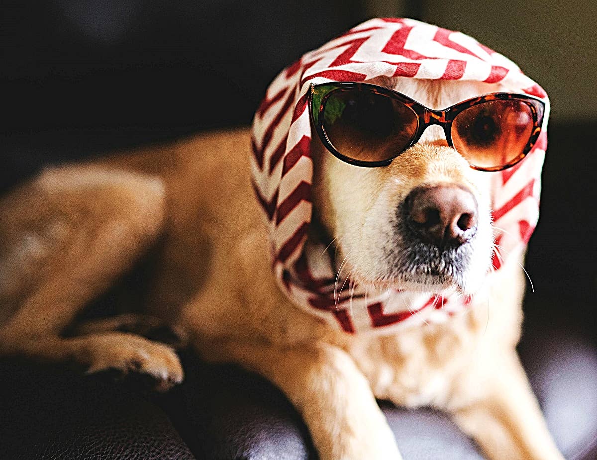 Funny Dog Pictures Without Captions