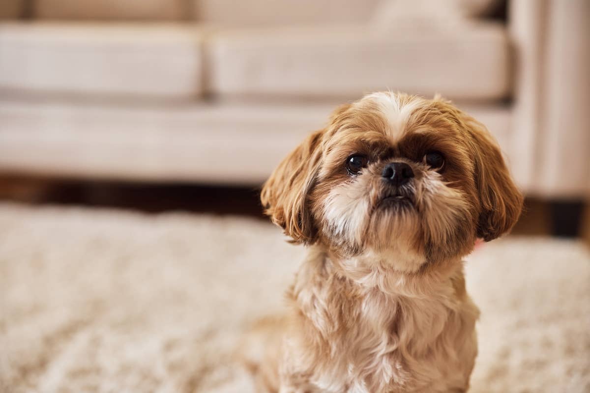 Cute Baby Shih Tzu 1,072 Baby Shih Stock Photos Free & Royalty Free