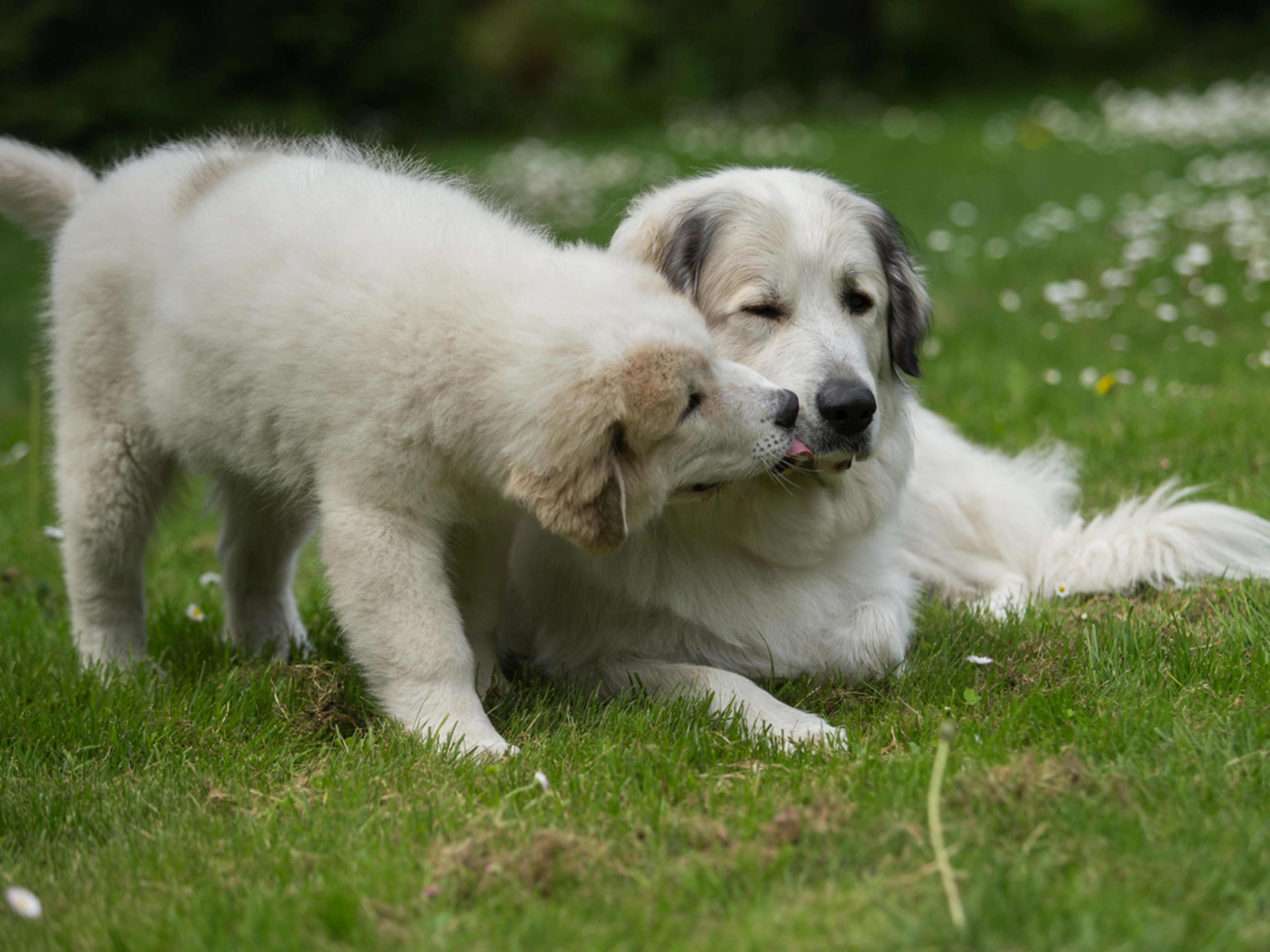 Great Pyrenees Puppy 'Finding Her Place in Pack' of Livestock Guardian ...