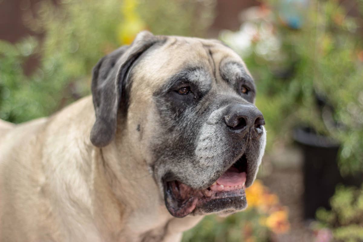 Pet and Animal News