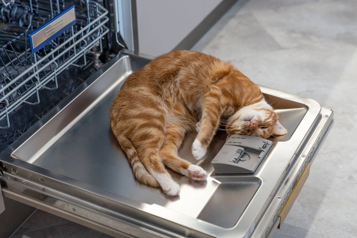 Orange Cat Getting Himself Stuck in the Dishwasher Couldn't Be More On ...