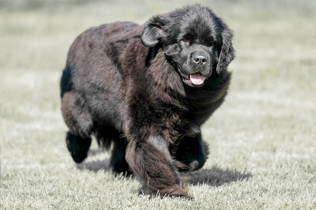 Newfoundland's Joyful Greeting When Dad Arrives Home Is Full of ...
