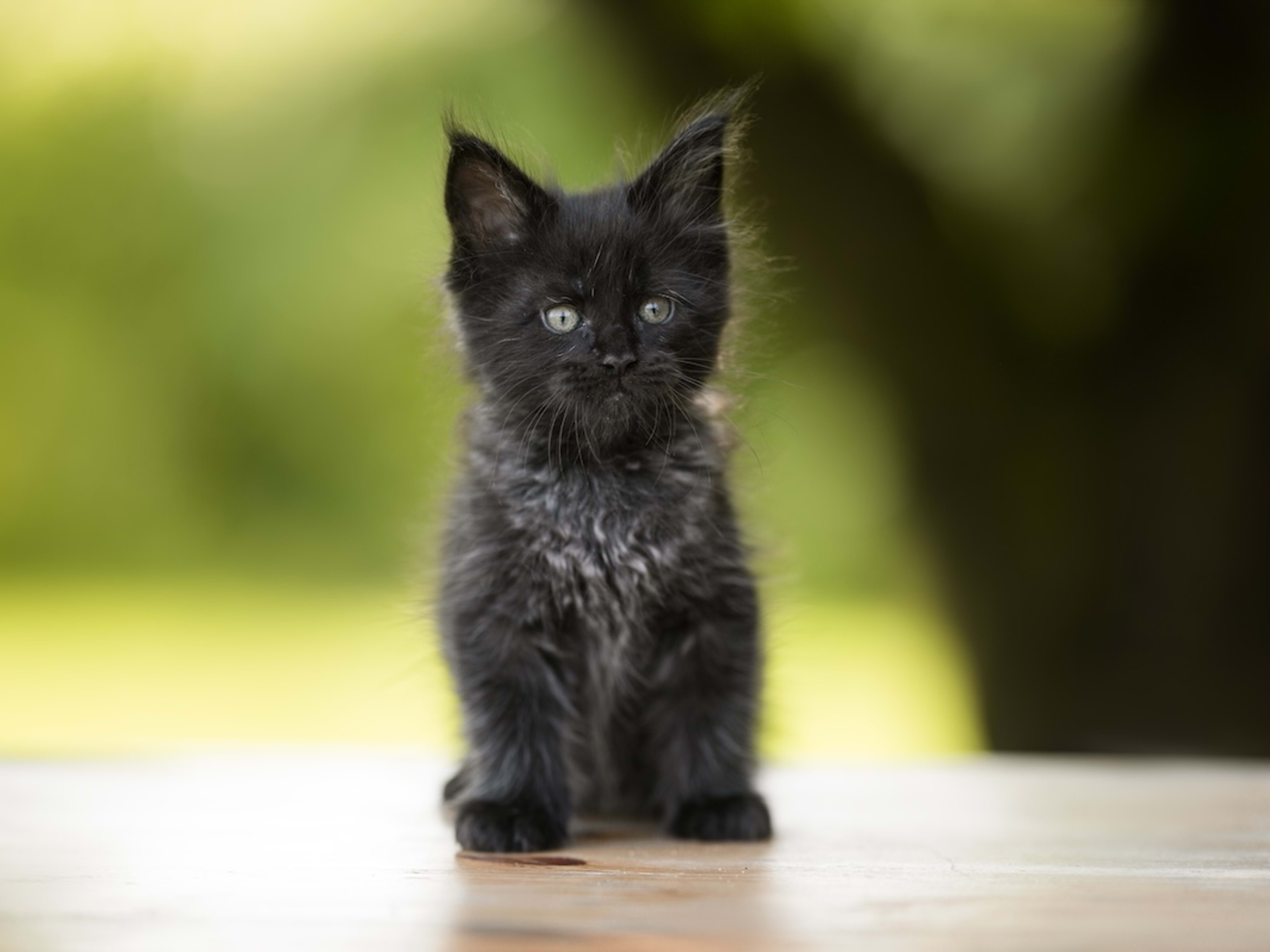 Maine Coon Cat's Stunning 'Glow-Up' From Tiny Kitten to Adult Is Jaw ...