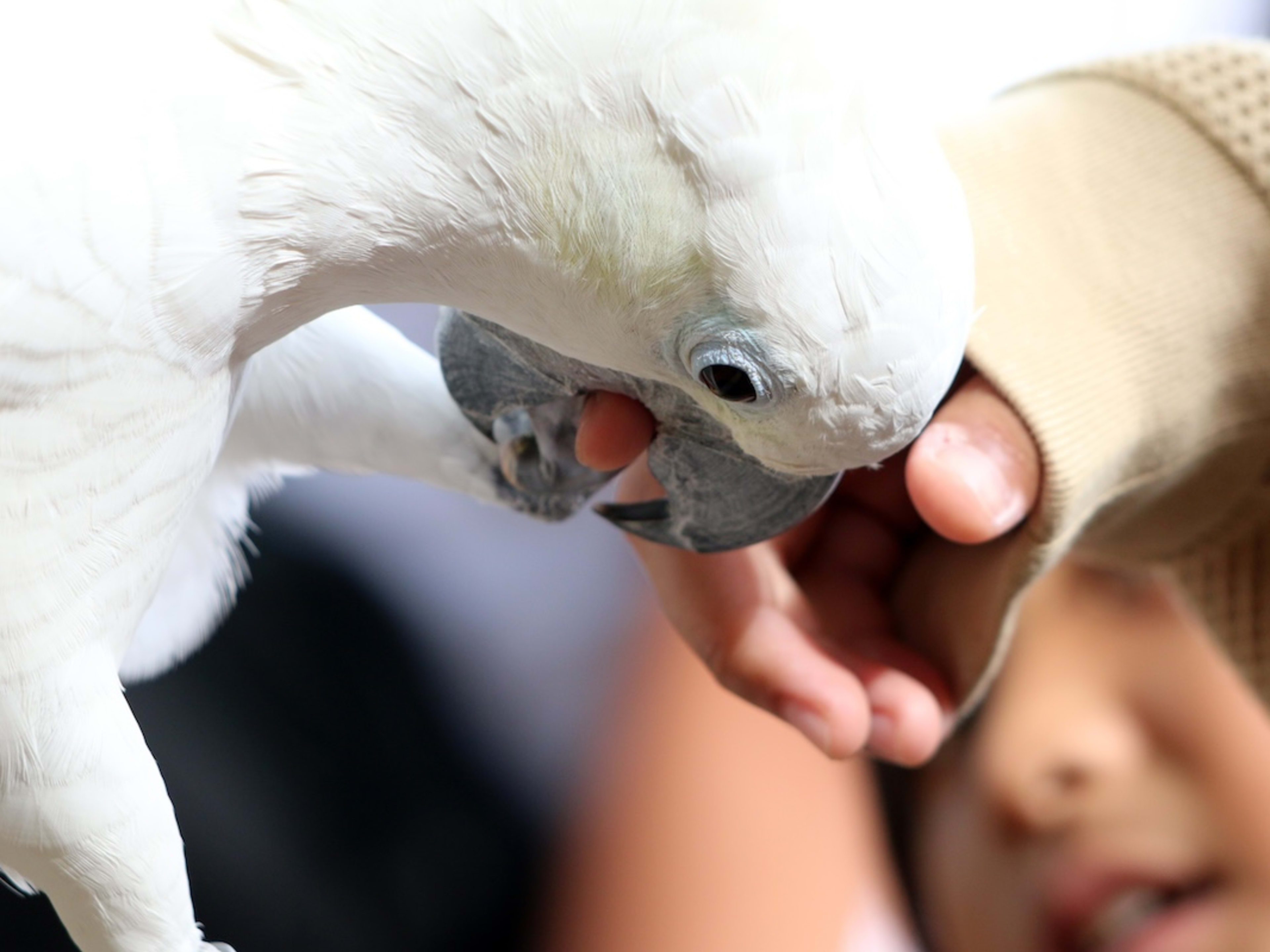 Cockatoo Who ‘Bites Women and Laughs After’ Has All the Ladies Lining ...