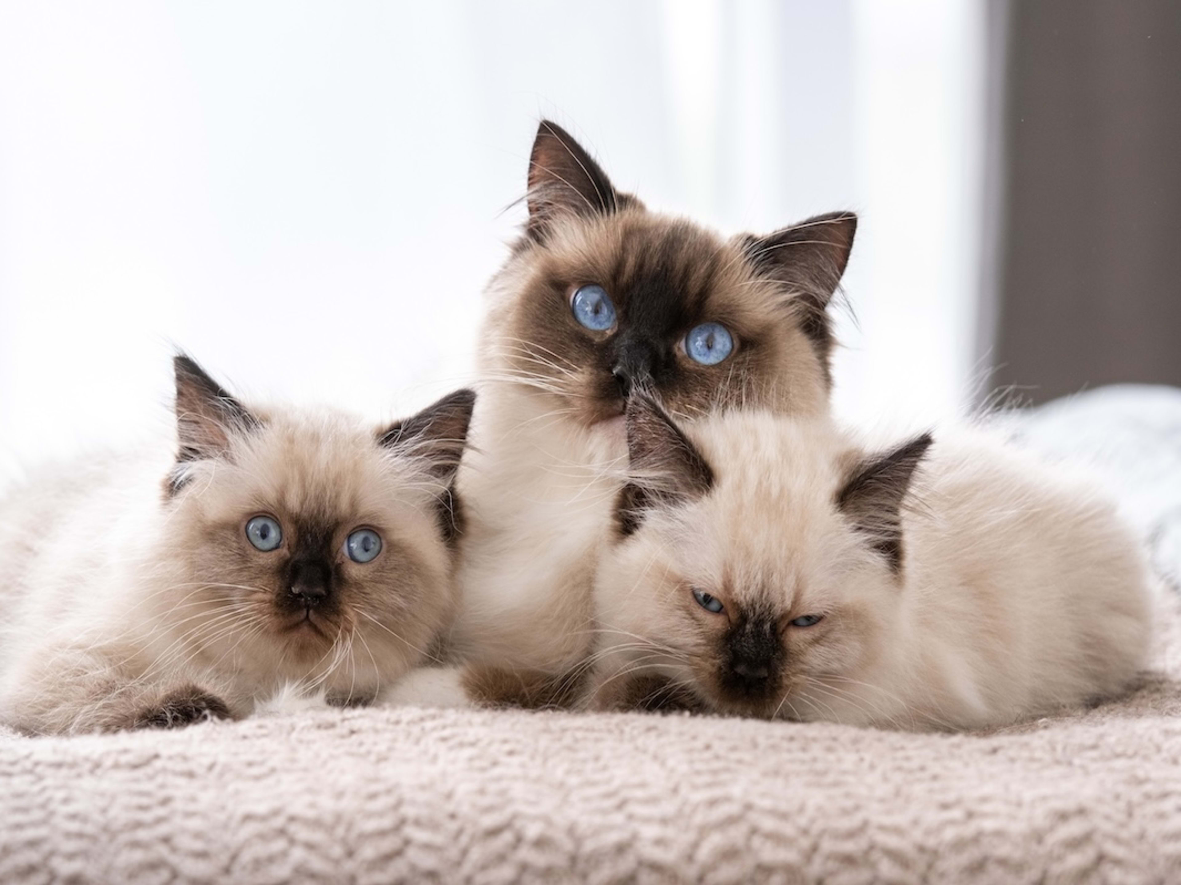 2 Ragdoll Cat Moms with All Their Newborn Kittens Indulge in the Cutest ...
