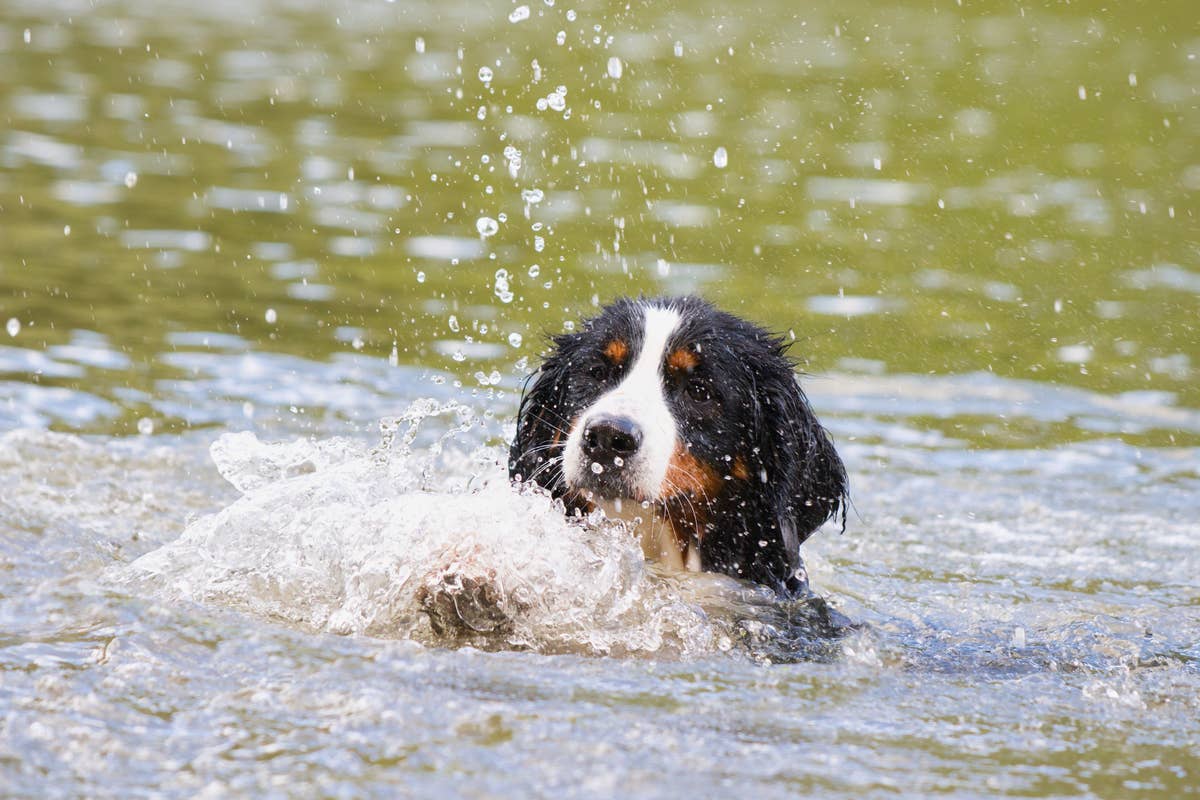 Bernese Mountain Dog’s Hilarious Swim Proves You Don’t Need Grace for a ...