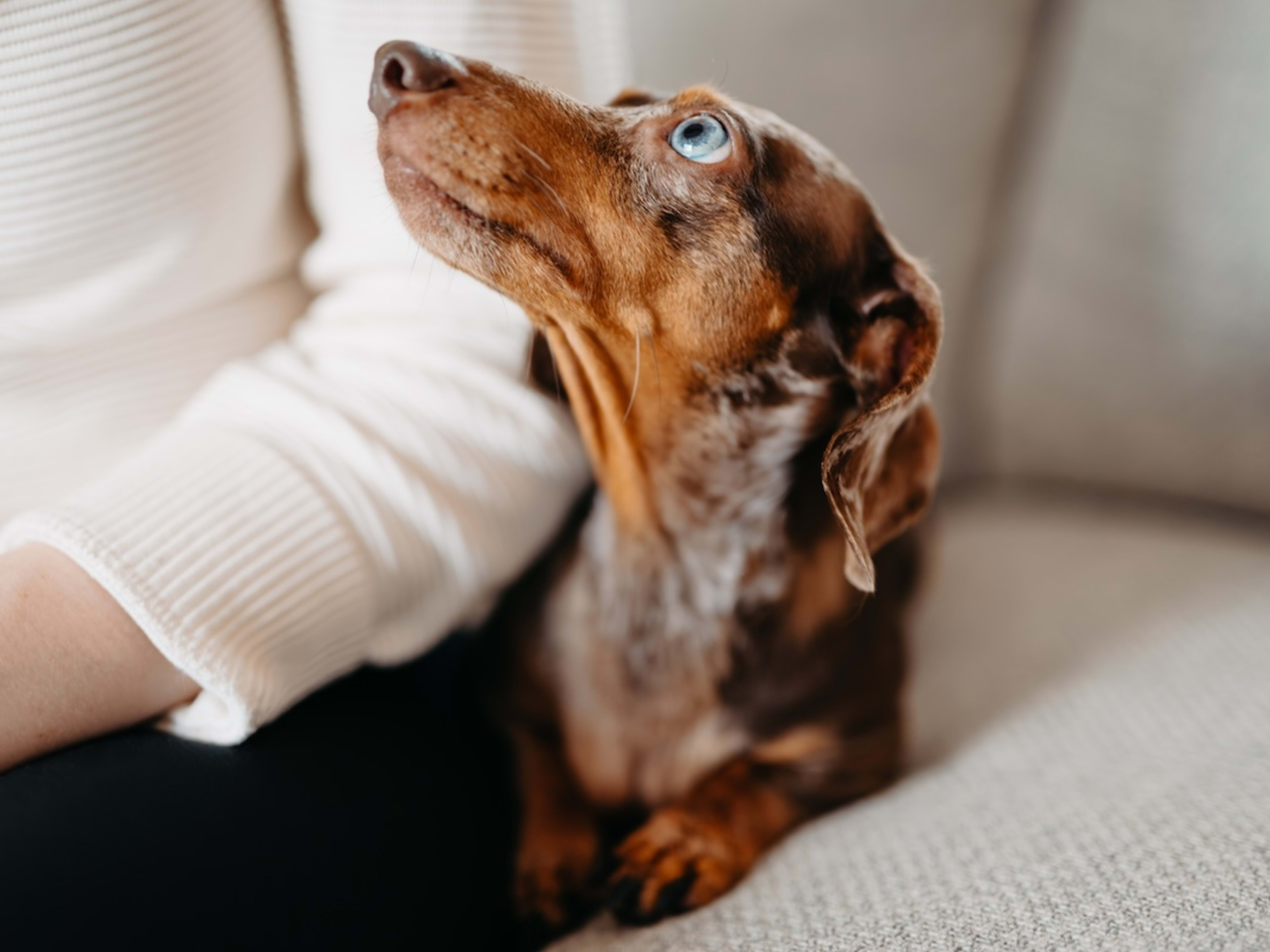 Dachsund Puppy's Tiny Tippy Taps and Squeaks Will Turn Any Frown Upside ...