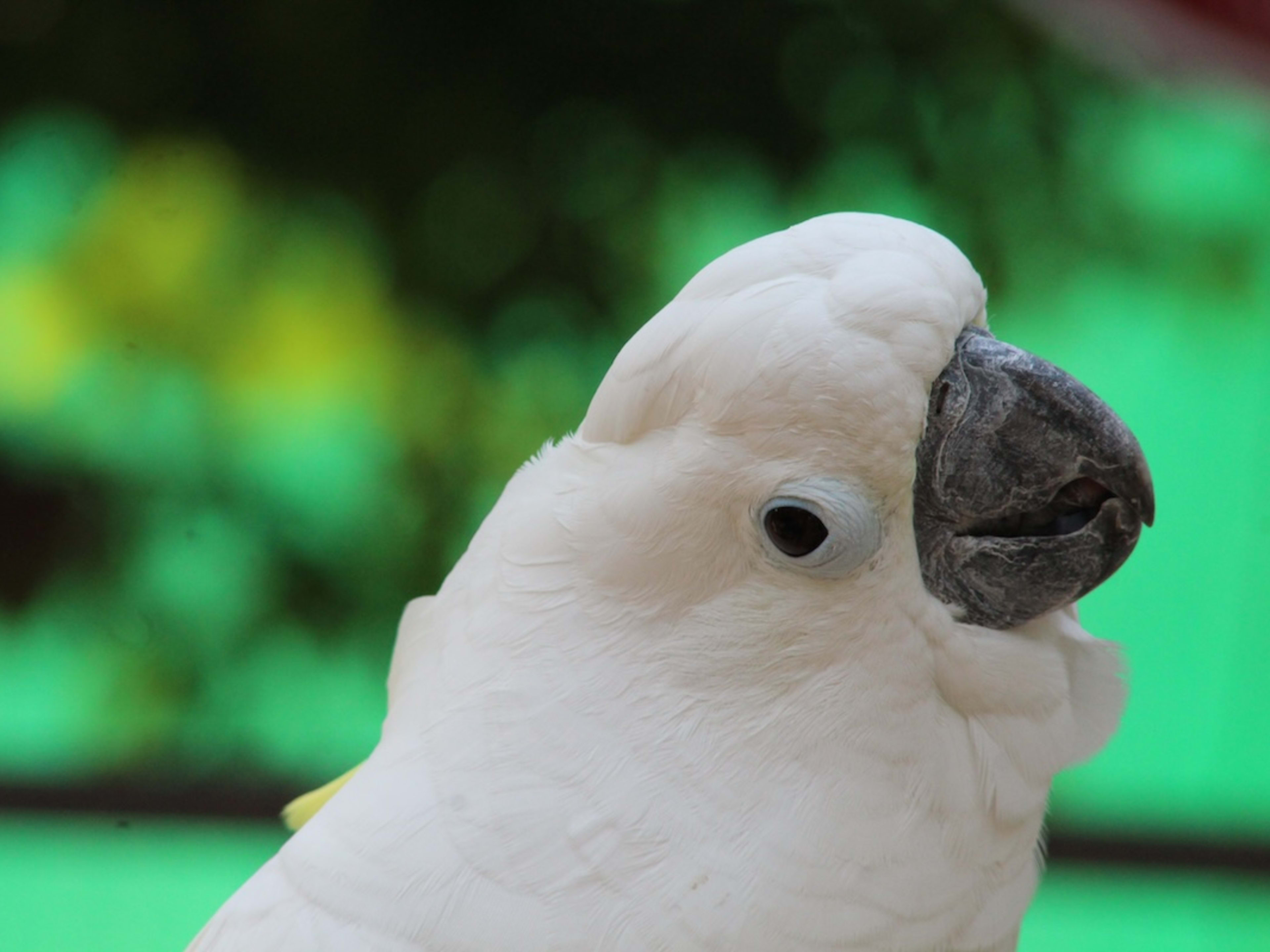 Cockatoo Discovers His 'Whisper' Voice and It's Too Cute for Words ...