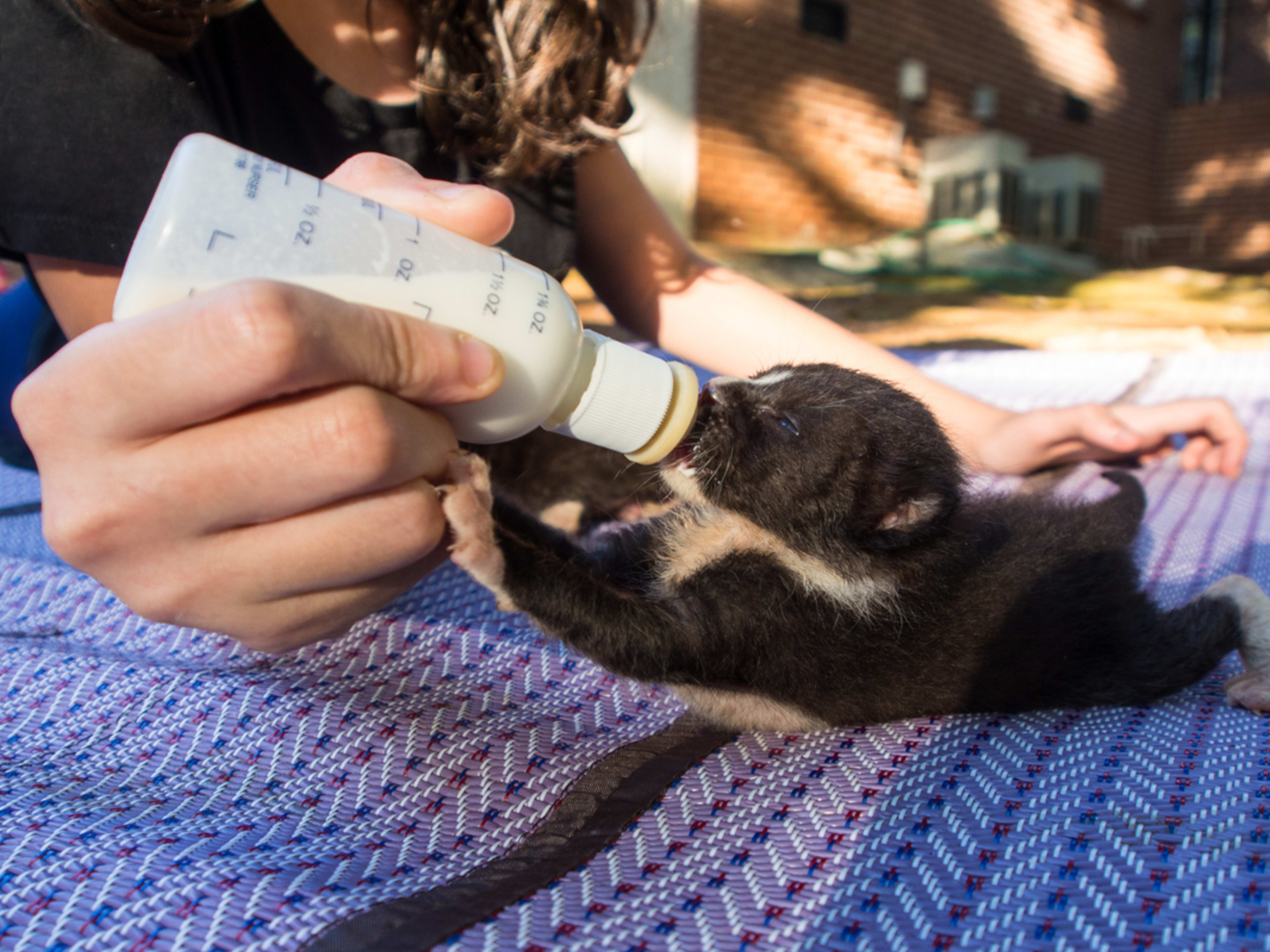 Tiny Rescue Kitten Using Gigantic ‘Human-Like’ Hands to Devour Milk Is ...