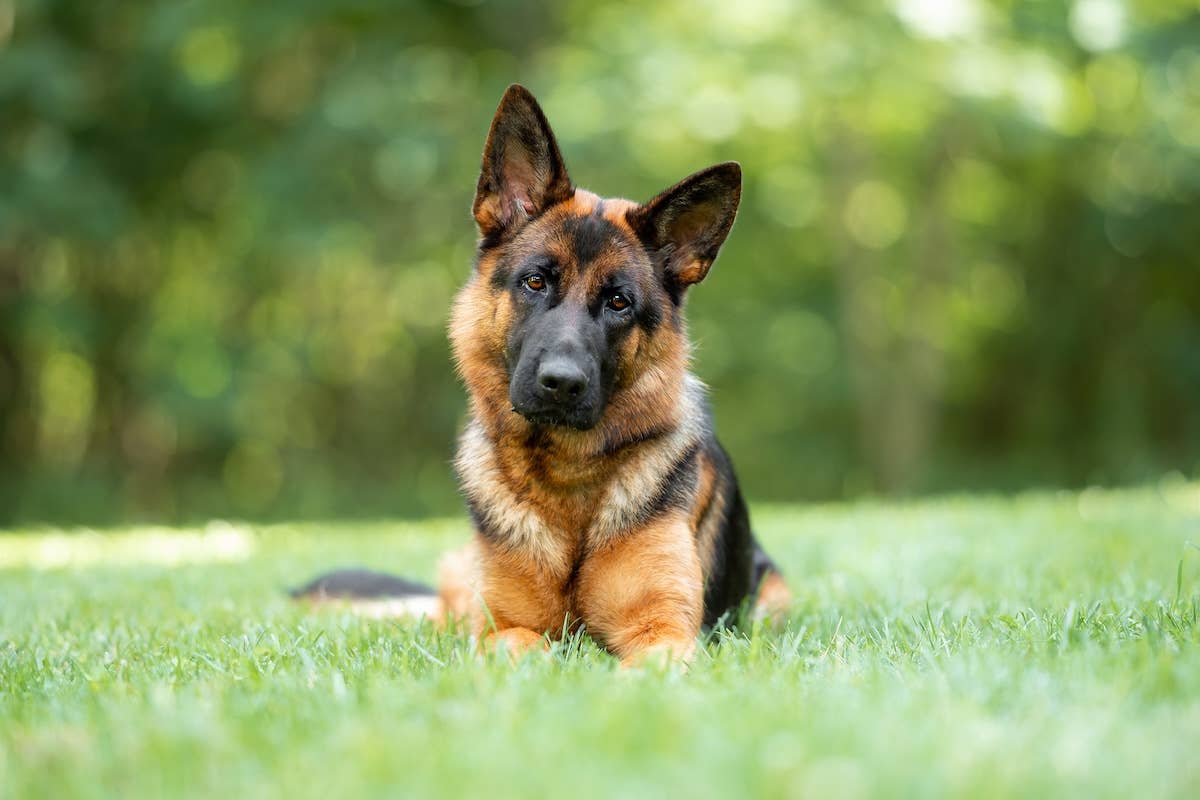 Lovefest Between Grandma and German Shepherd Is Melting Everyone's ...