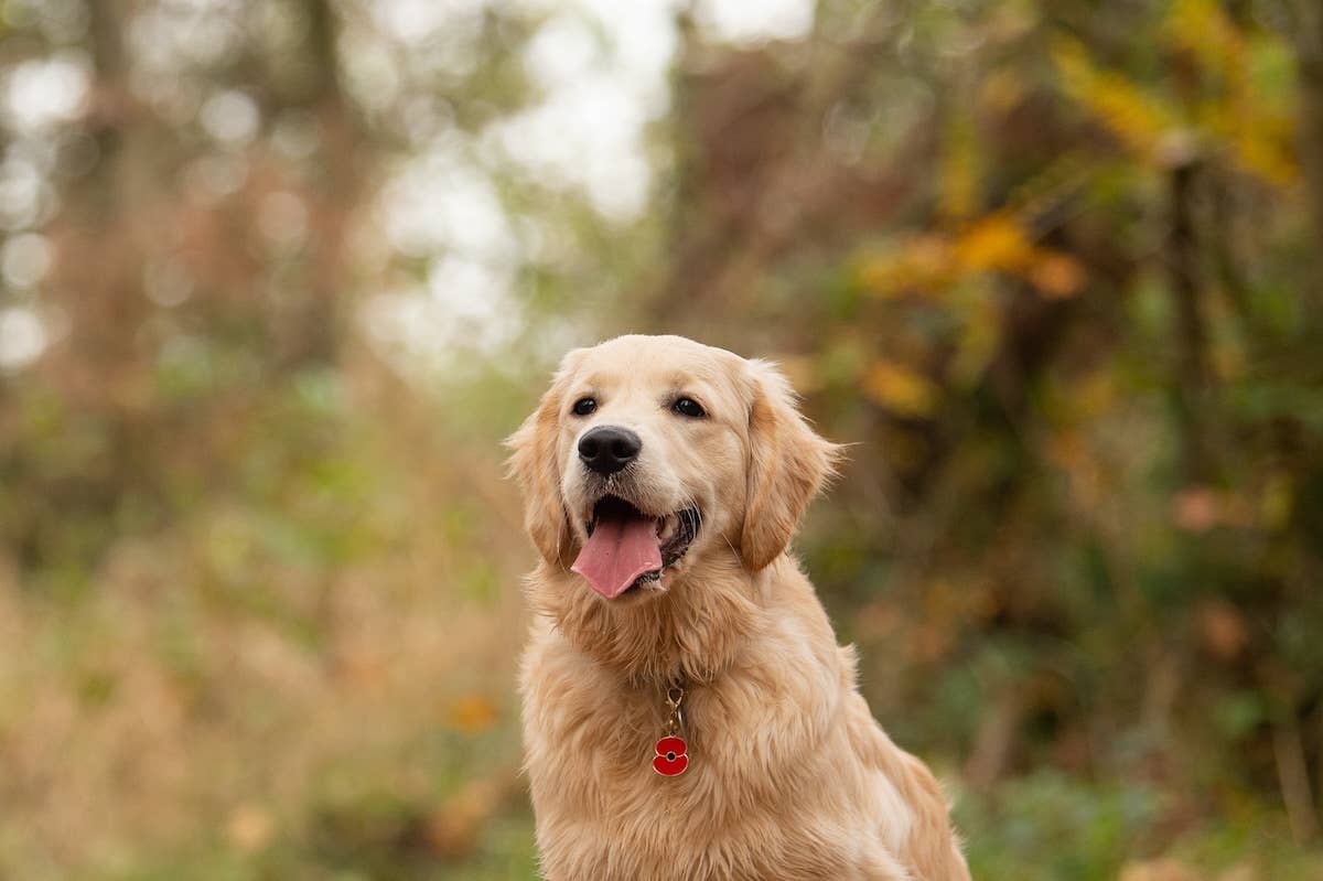 Golden Retriever Becomes 'Main Character' Everywhere He Goes and It's ...