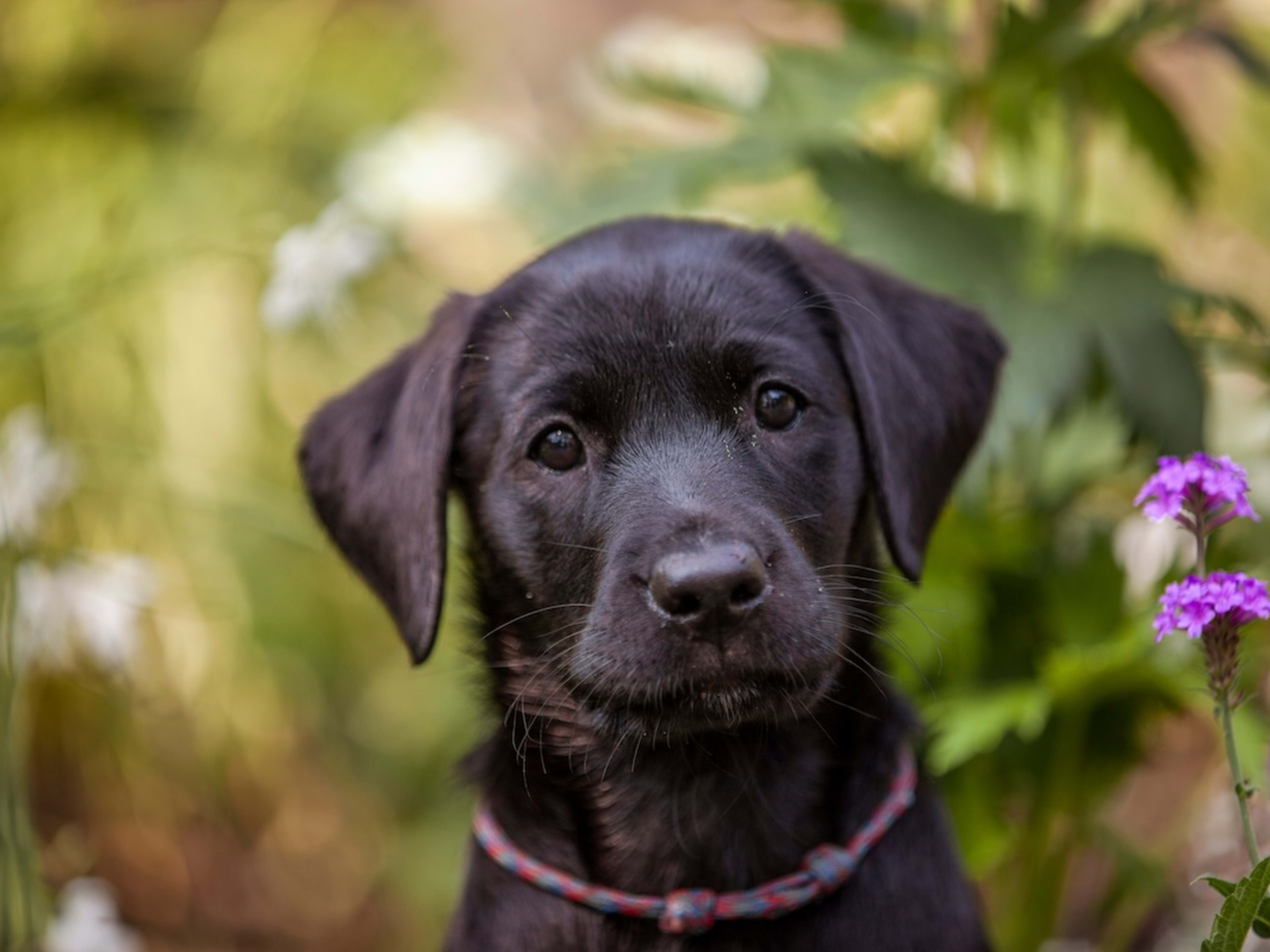 Black Labrador Sweetly Teaches Puppy to Bring in the Newspaper Like a ...