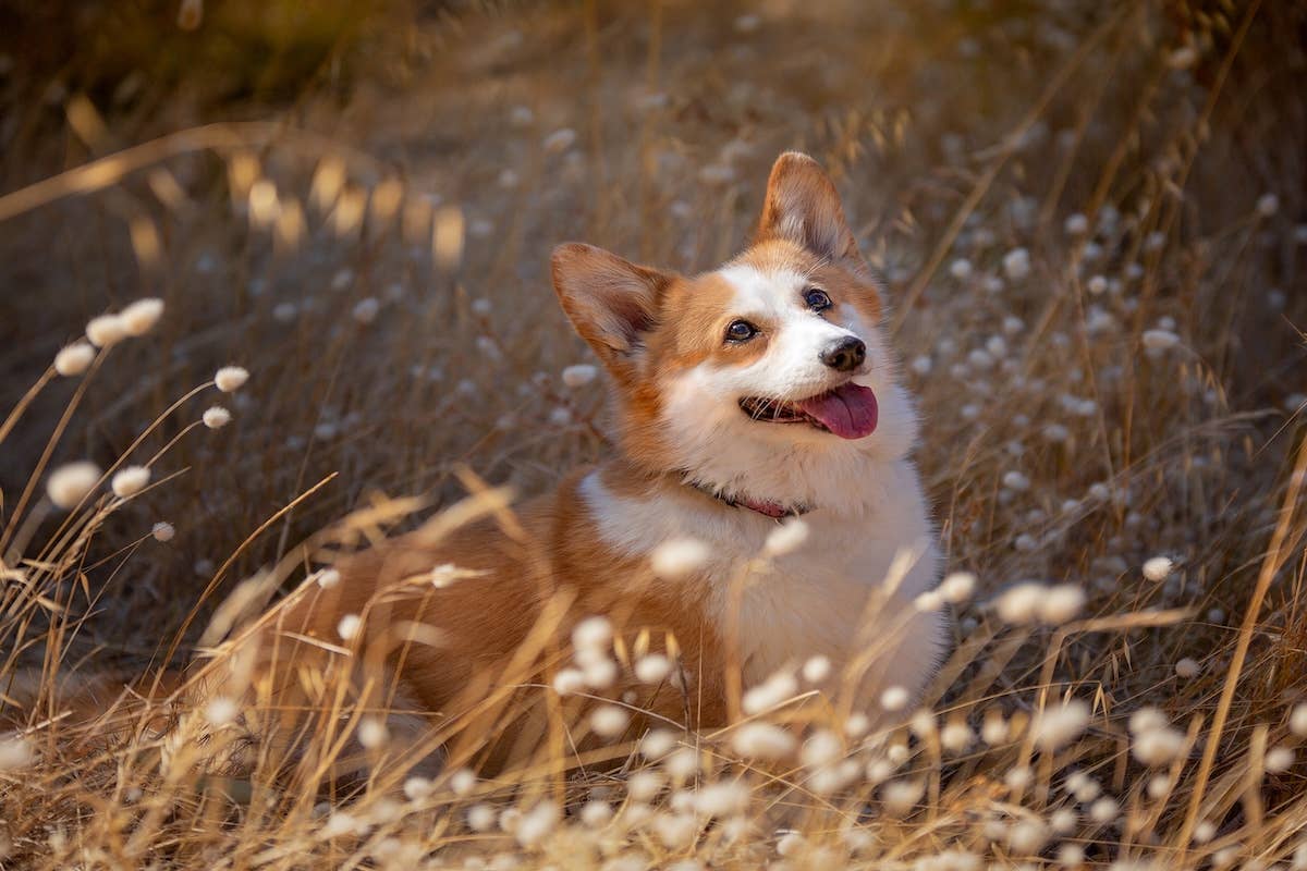 Corgi's Sweet Obsession with Bunny Nest in Yard Is Giving People the Feels