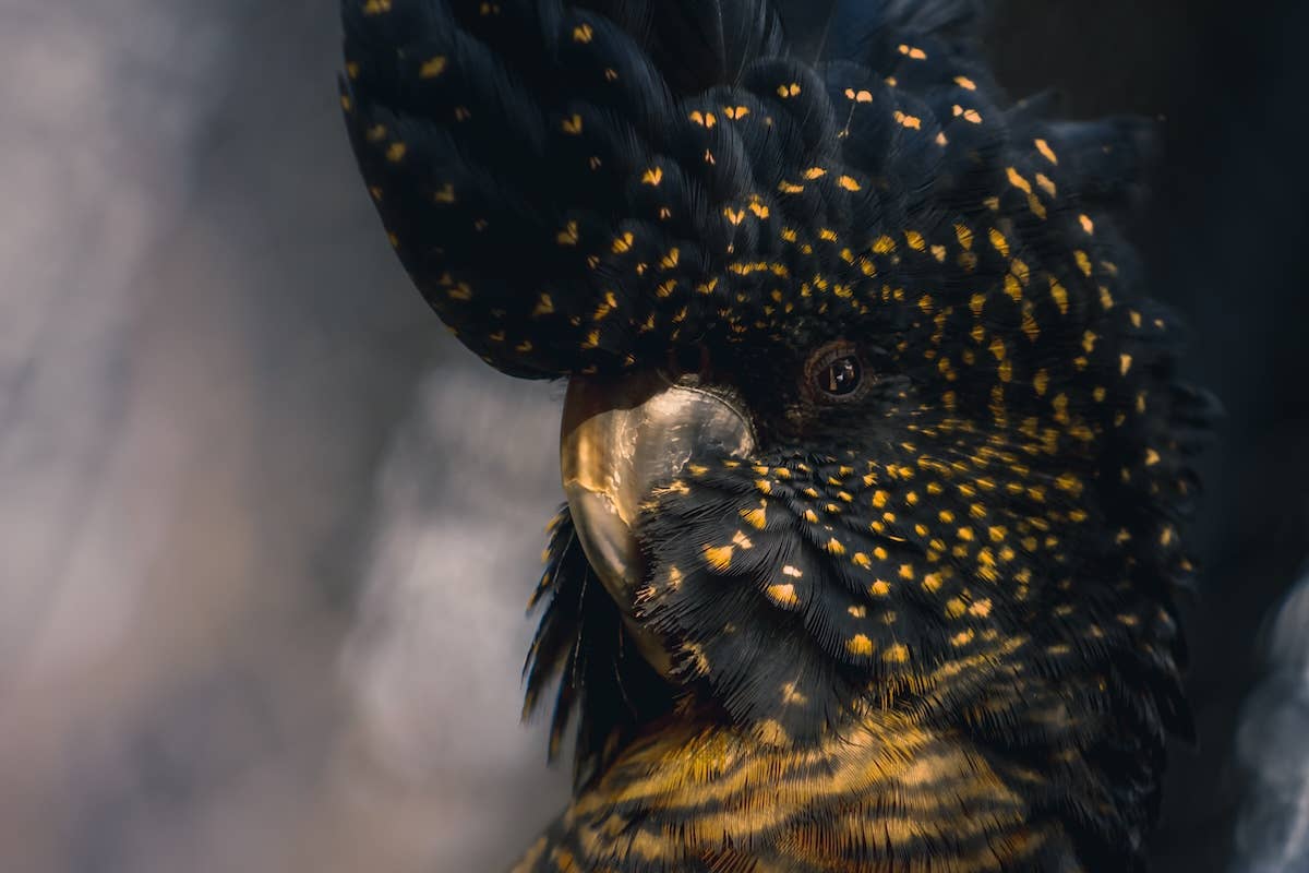 Rare Black Cockatoo Showing Off Gorgeous Red Tail Feathers Is So Proud ...