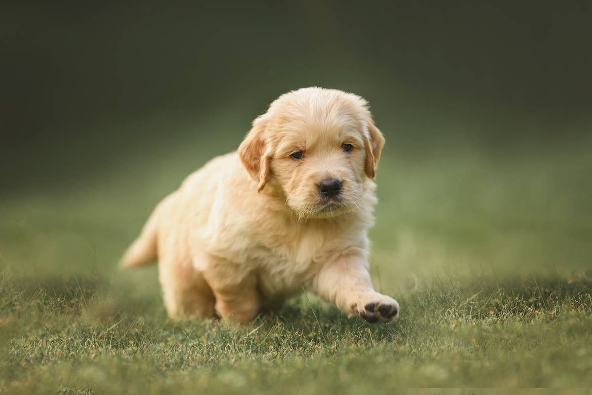 Golden Retriever Gouden Pup