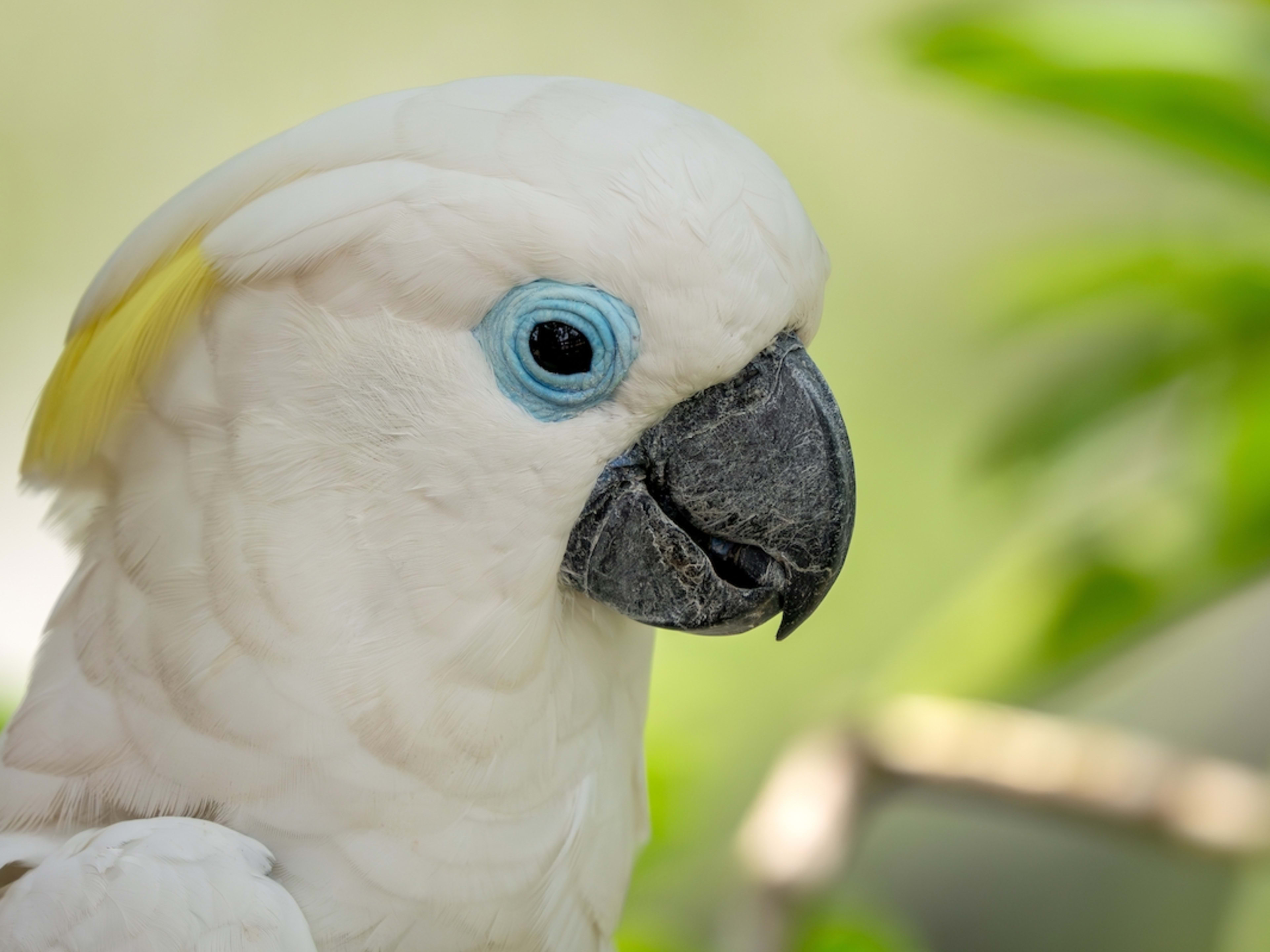 Cockatoo Hiding in a Bucket Looks Like a Really Bizarre Hermit Crab ...