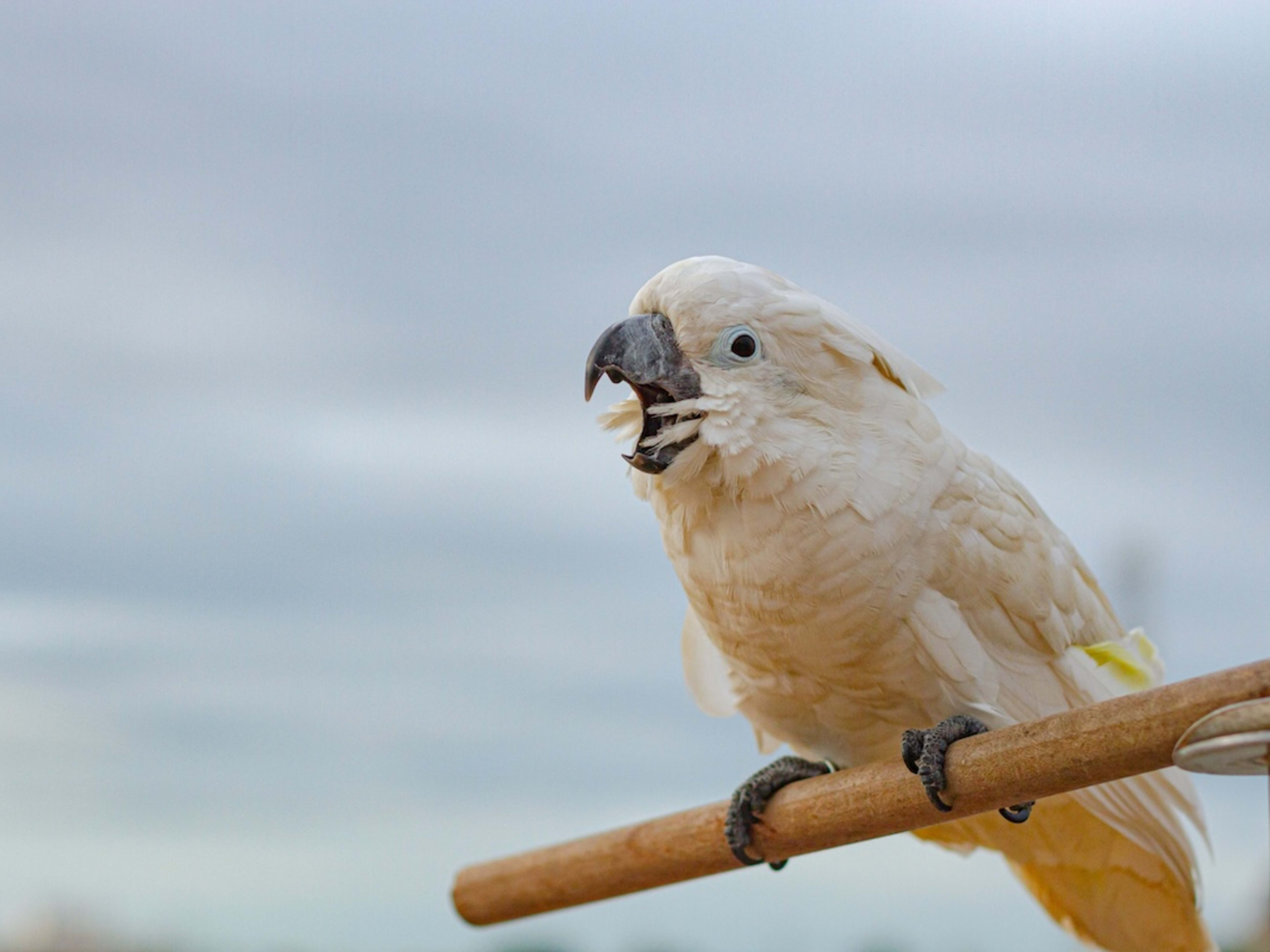 Cockatoo Voices Funniest Confusion Over 'Sesame Street' Episode ...