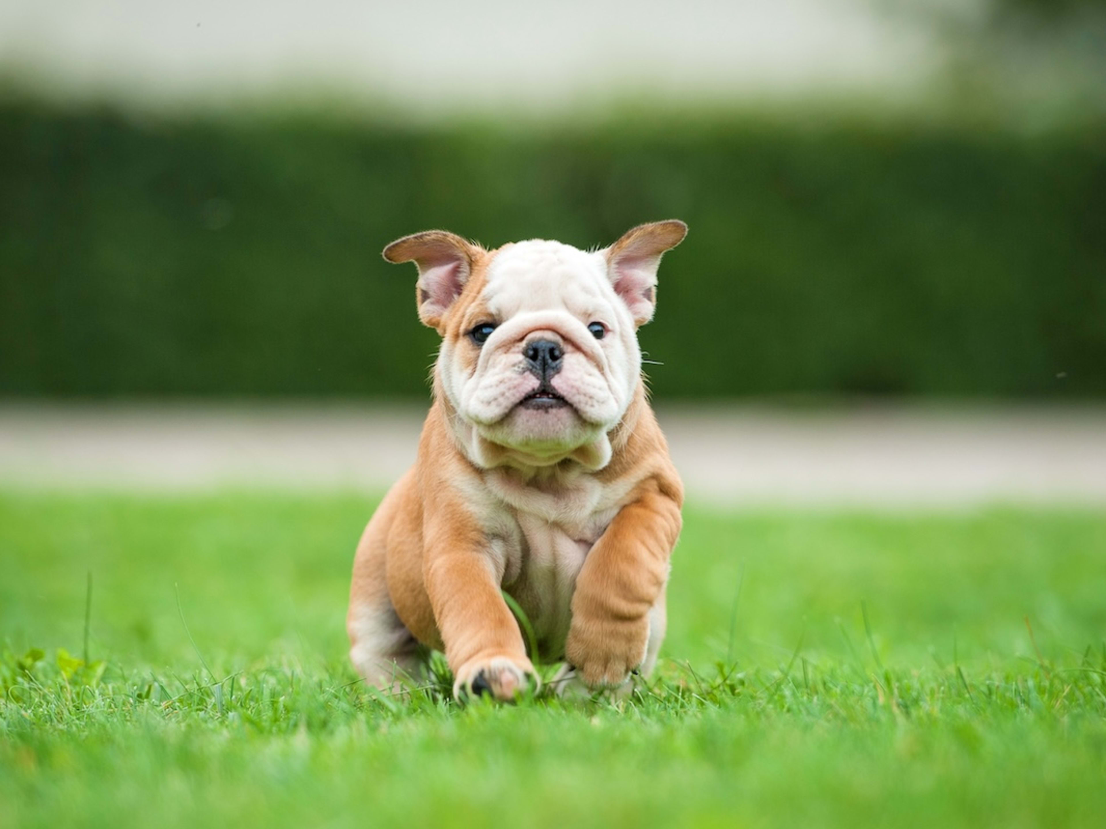 Adorable Bulldog Puppy Accidentally Turns Ramp Into Slide and It’s ...