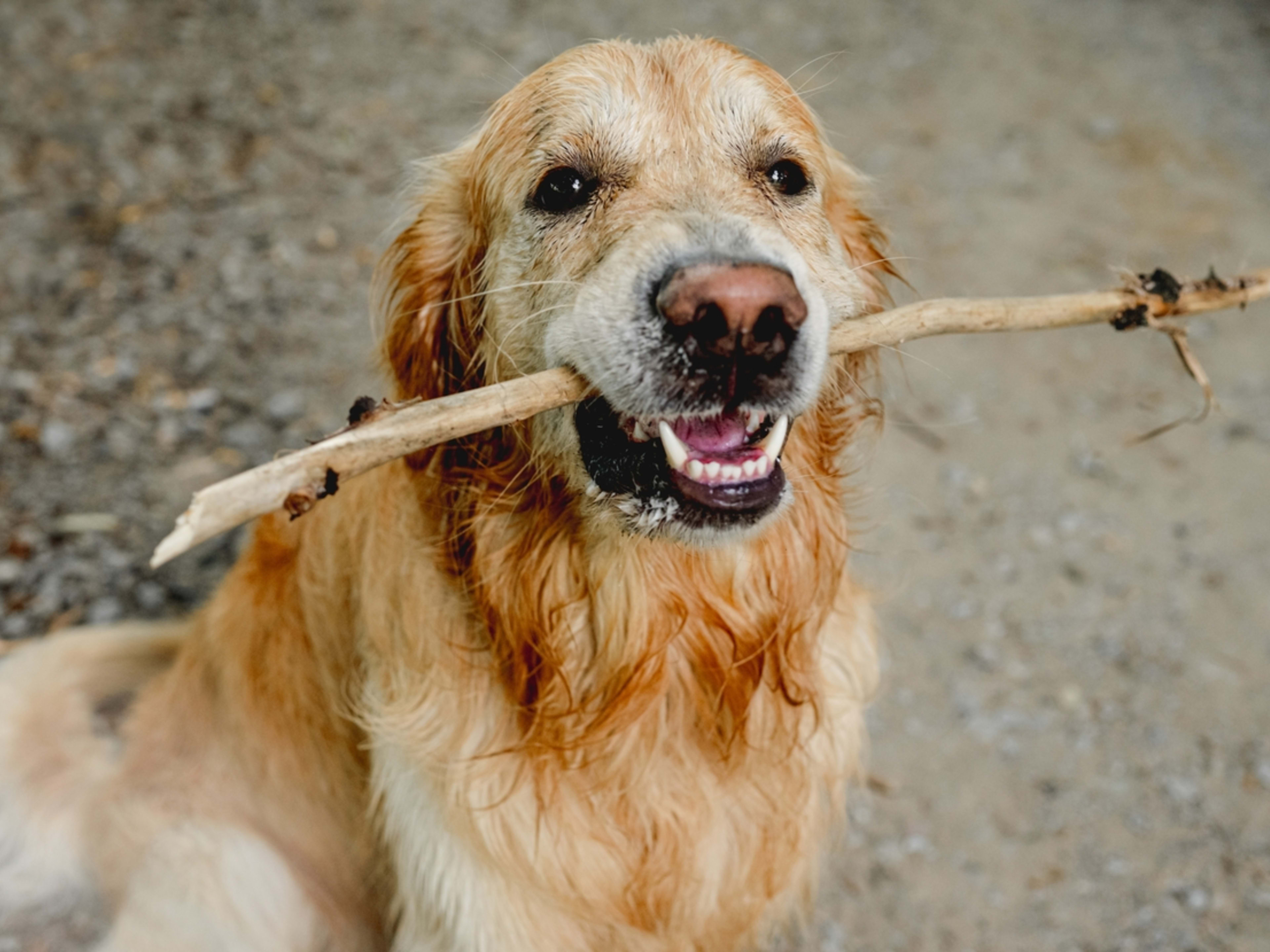 Golden Retriever Waits Like a Statue for 'Someone to Admire His Stick ...
