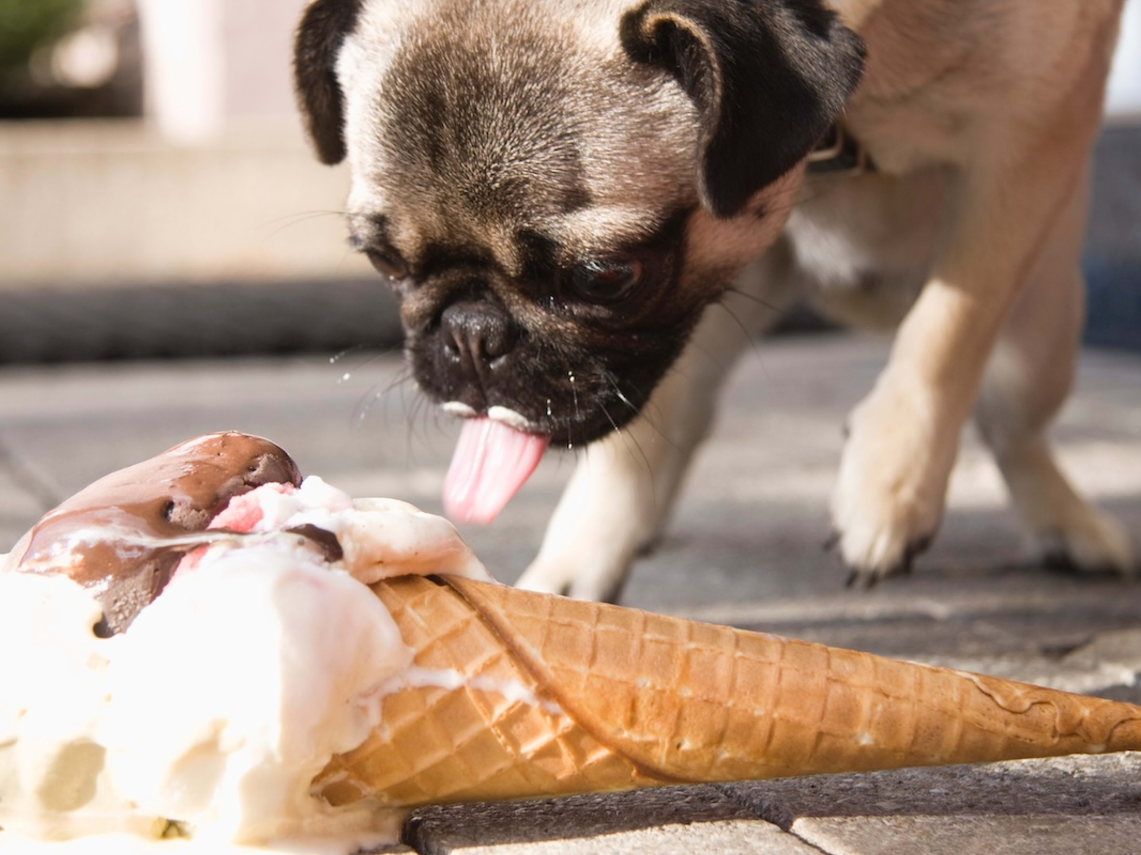 New Mama Pug’s Total Confusion Over Her Little Puppies Is Motherhood in ...