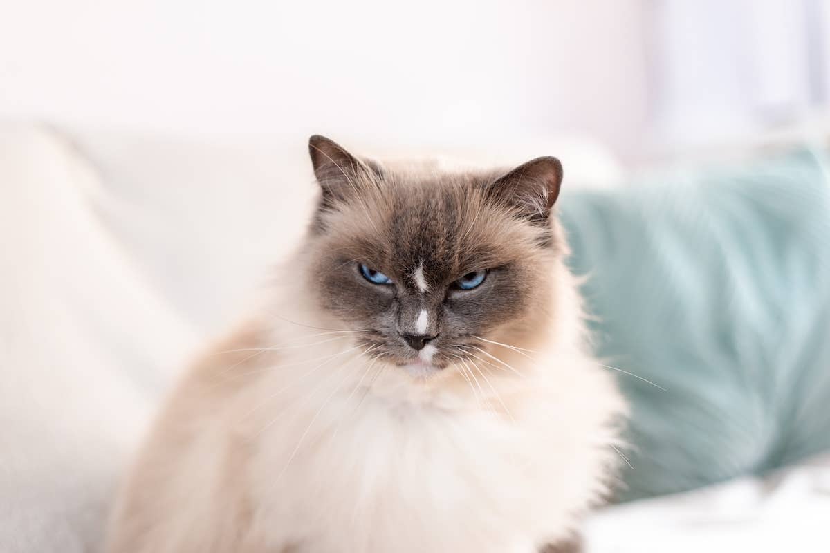 Ragdoll Cat ‘Rolls Her Eyes’ When She Sees New Baby and We’re Cracking ...