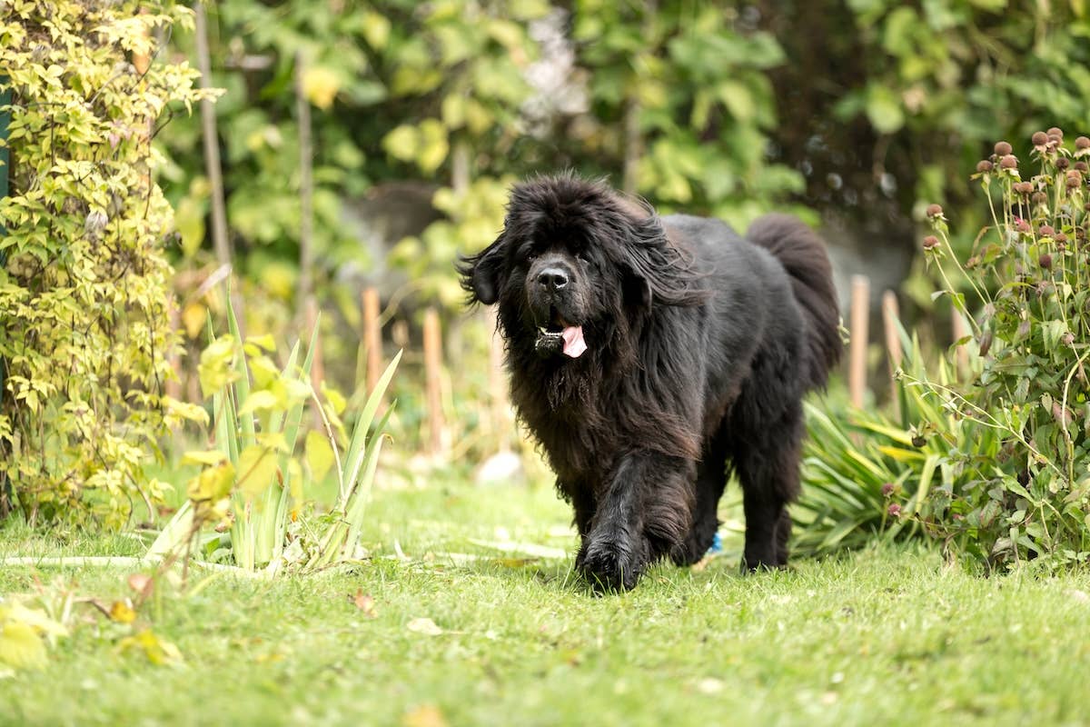 Newfoundland Positively Stumped by Seeing 'Bouncy Ball' Is Too Cute to ...