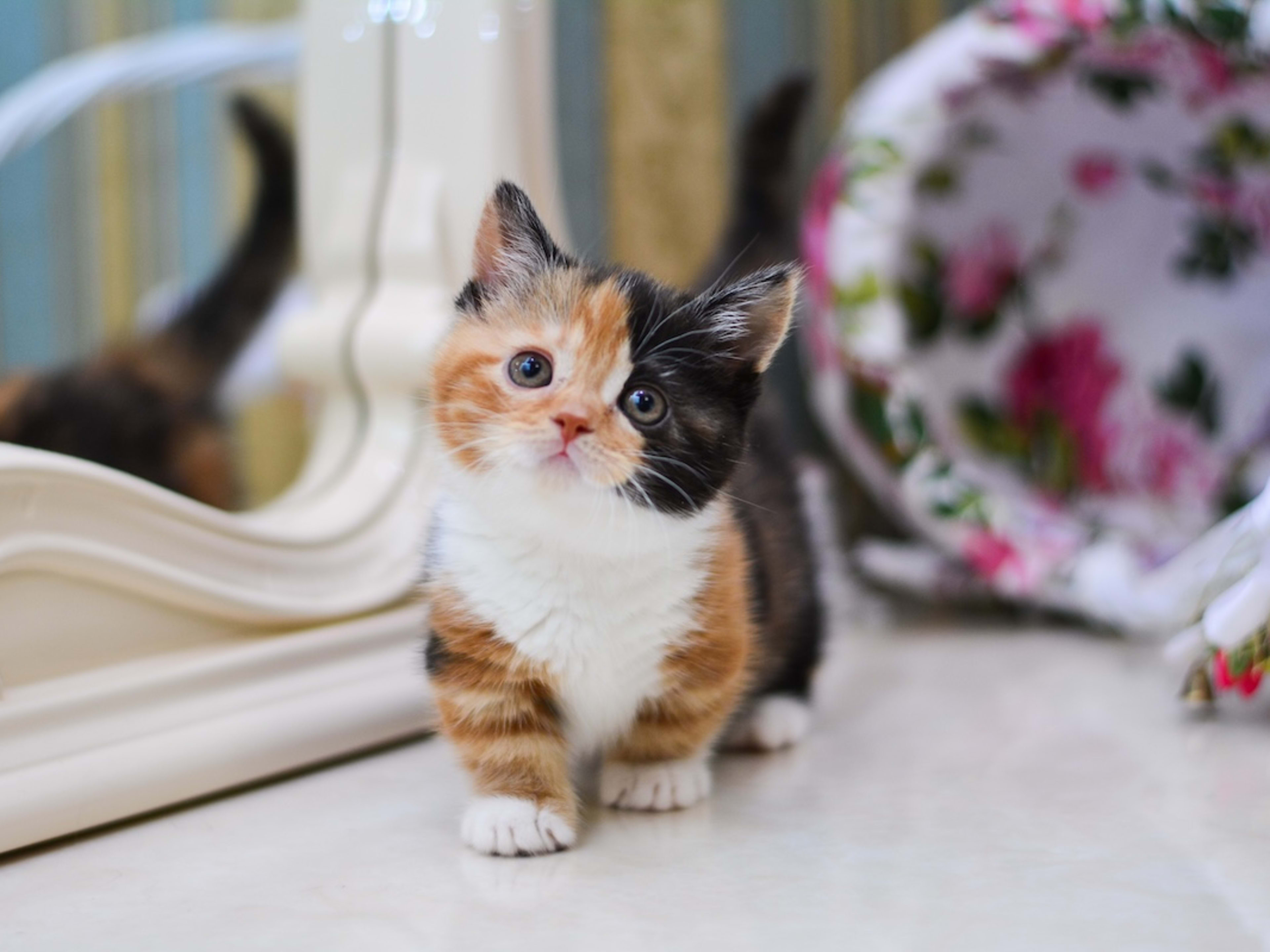 Munchkin Cat's Bunny-Like Hops Down Stairs Have People Obsessed ...