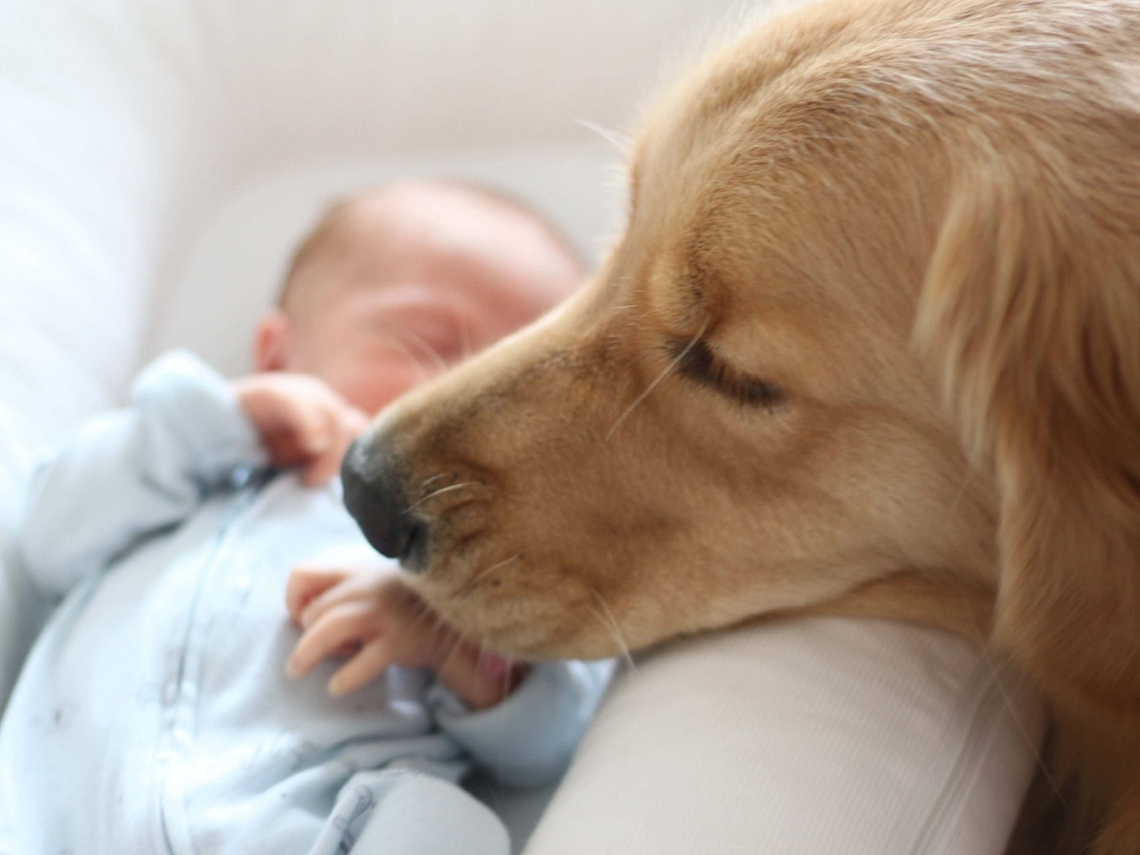 Golden Retriever Looks at Human Baby With Pure Love While Savoring ...