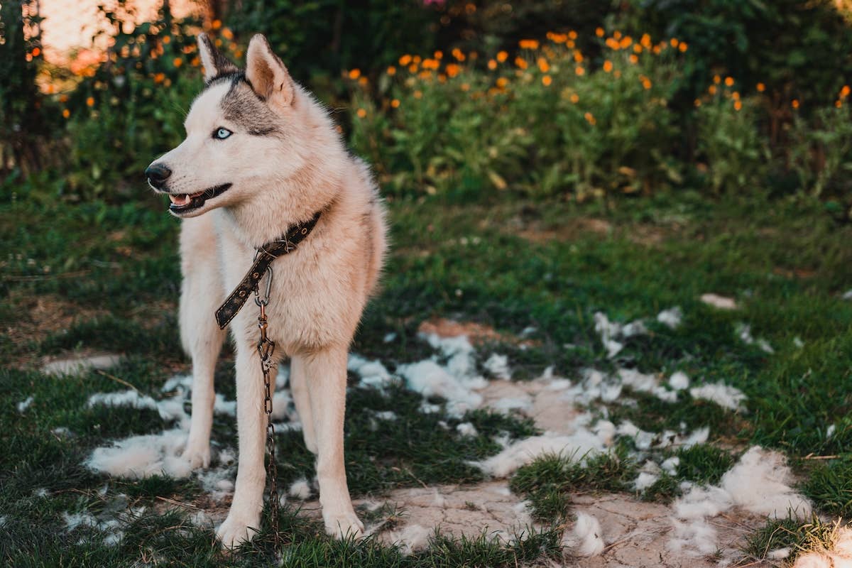 Finch ‘Hand Picking’ Husky Fur for Her Nest Is One of Nature’s Greatest ...