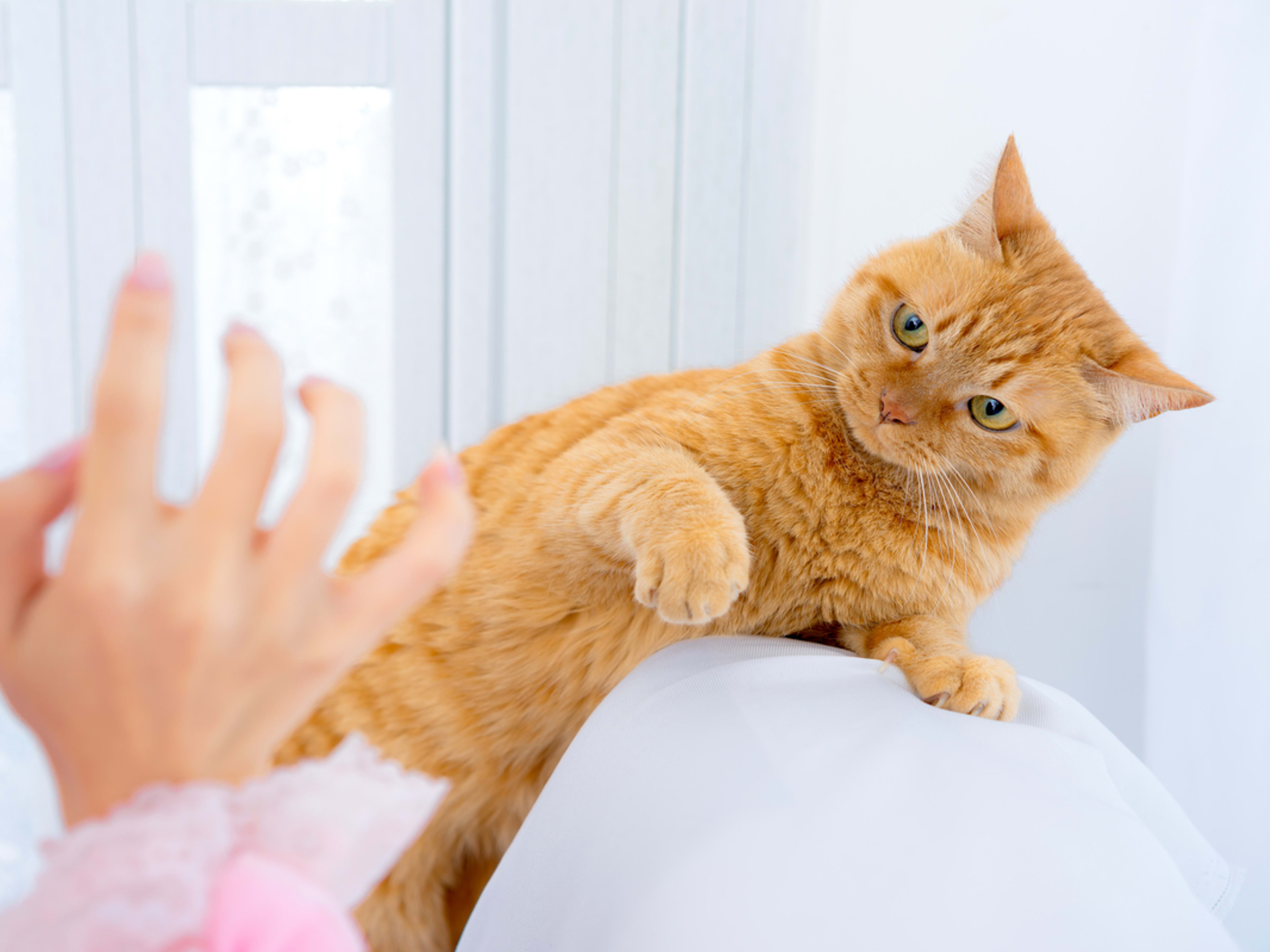 Orange Cat ‘In Need of Therapy’ Gives ‘Warning Paw’ Before Starting ...