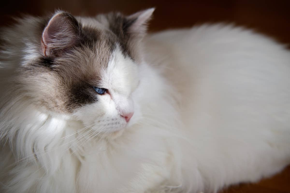 Ragdoll Cat’s Stunning Teal Eyes Have Everyone Hypnotized - Parade Pets