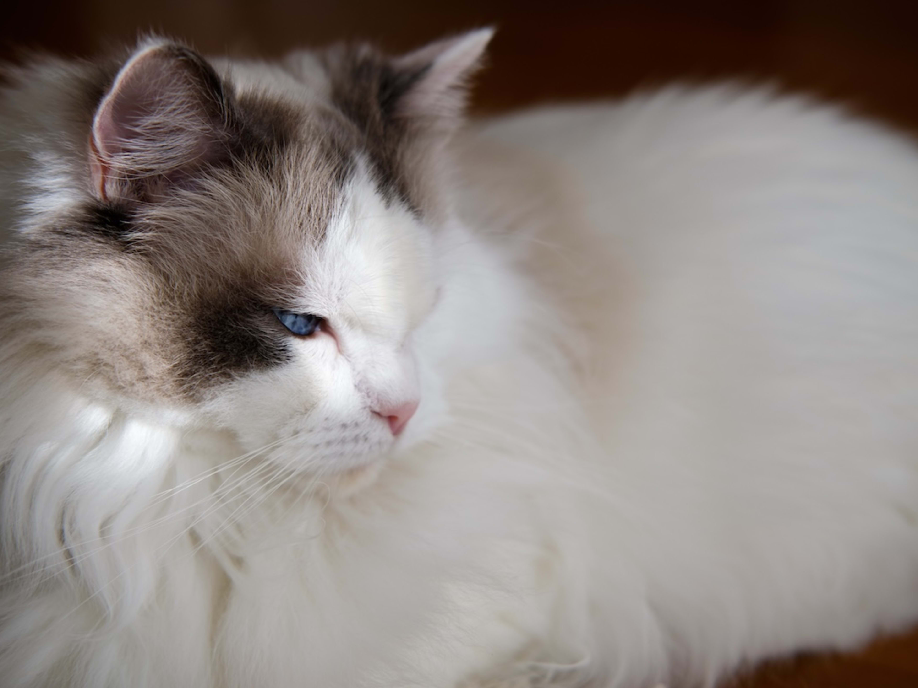 Doting Ragdoll Mama Gives Birth to Precious Kittens in Sweetest Place ...