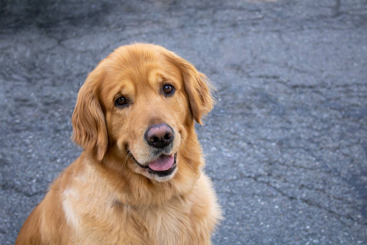 Golden Retriever's Facial Expression After Reading Comments About Her ...