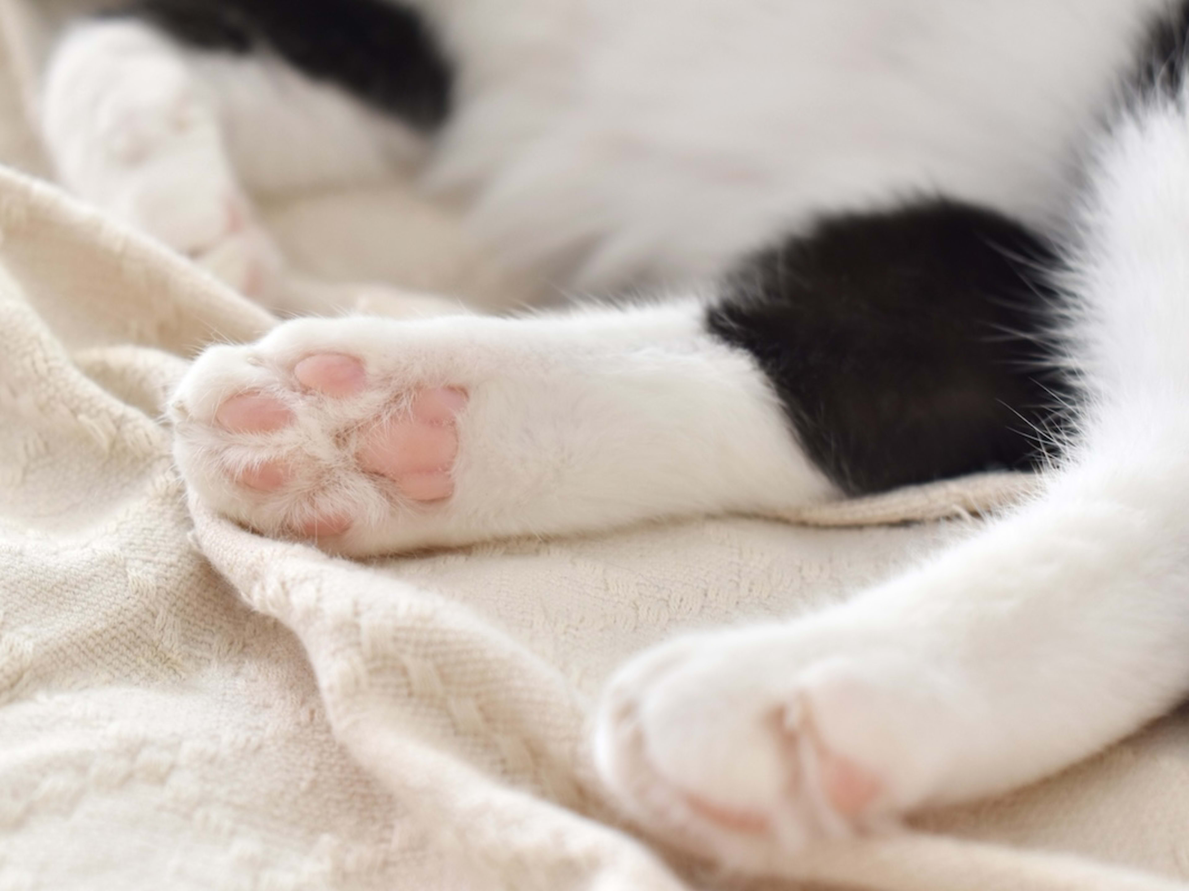 Reverse Tuxedo Oriental Shorthair Has a Whole Mustache Situation and ...