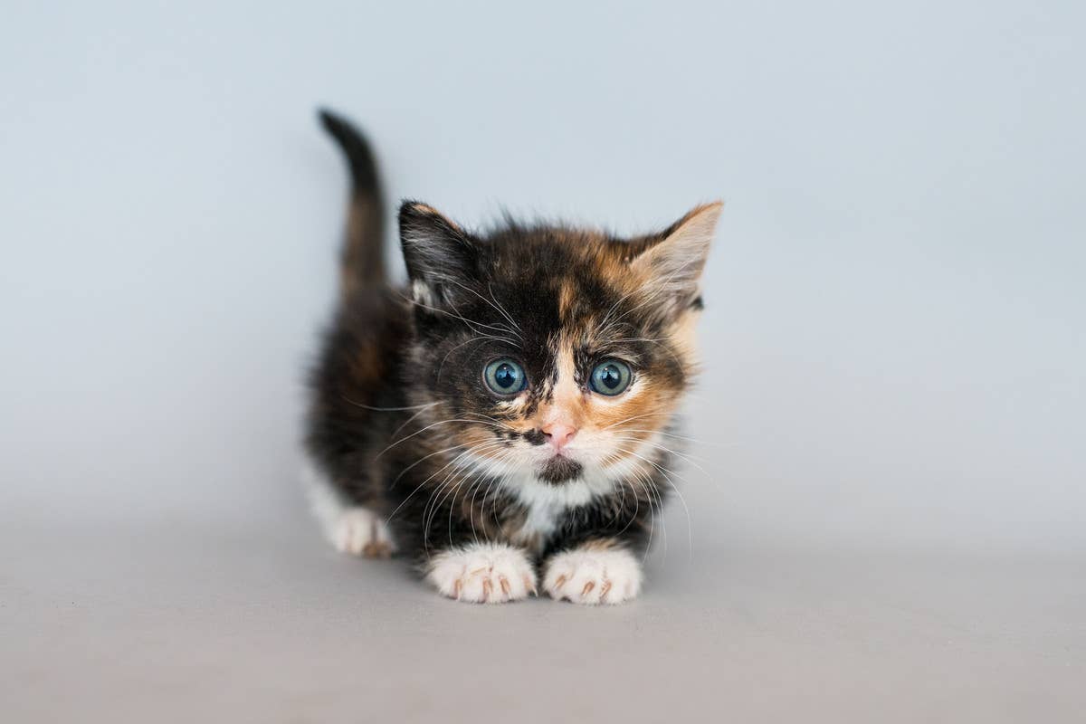 Images Of Cute Baby Kittens