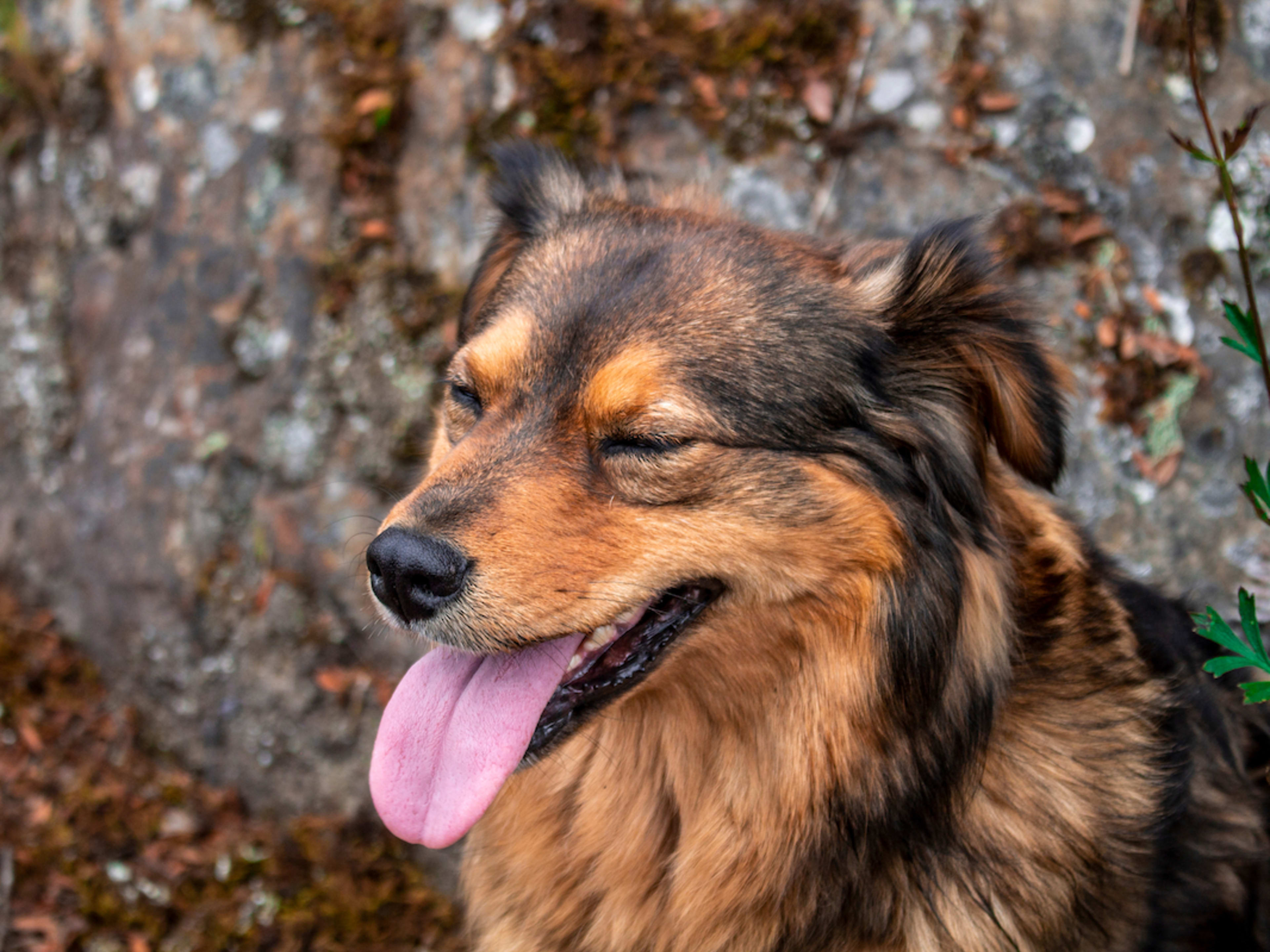 Rescue German Shepherd's Expressive Eyes Give Him the Cutest Permanent ...