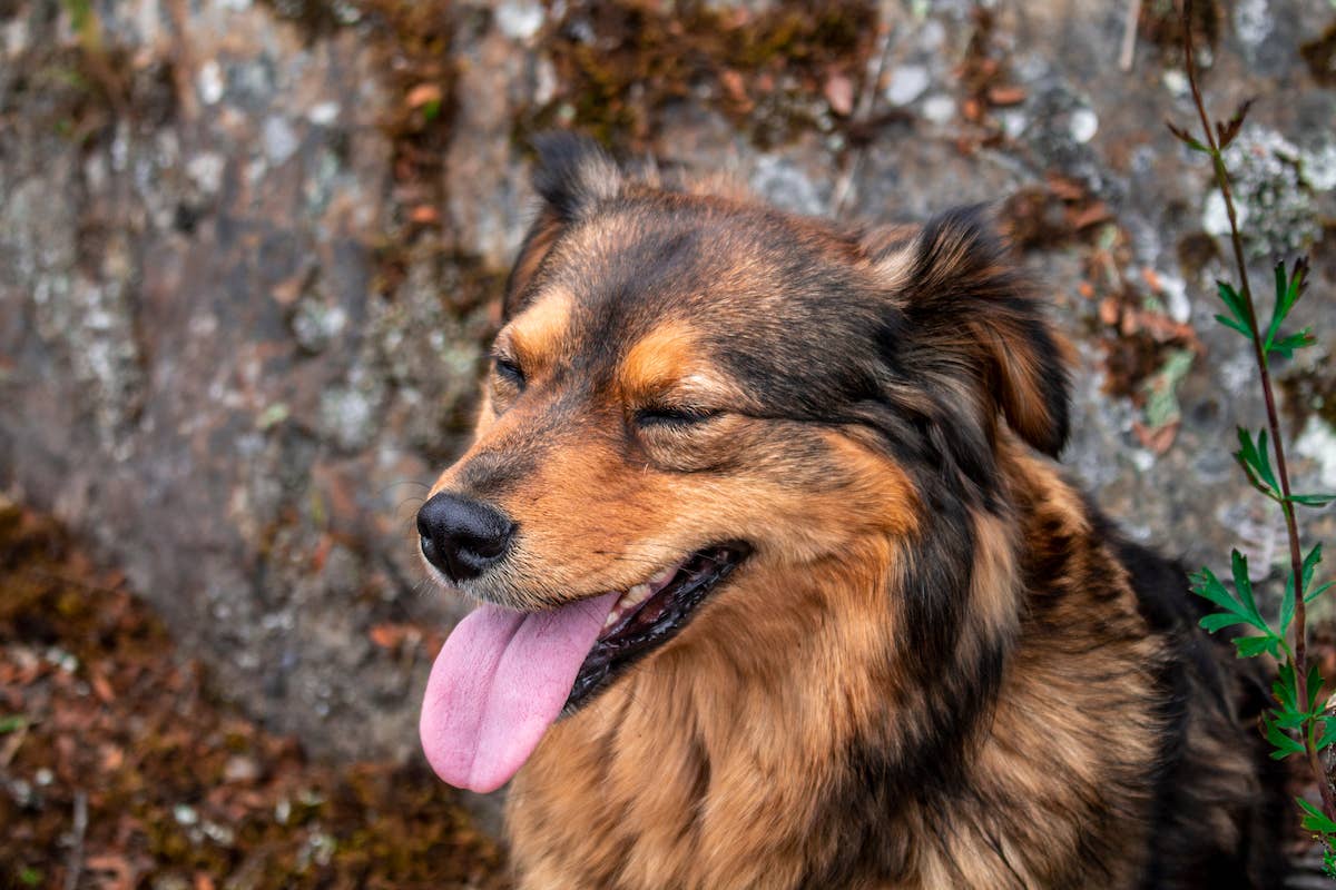 German Shepherd Face