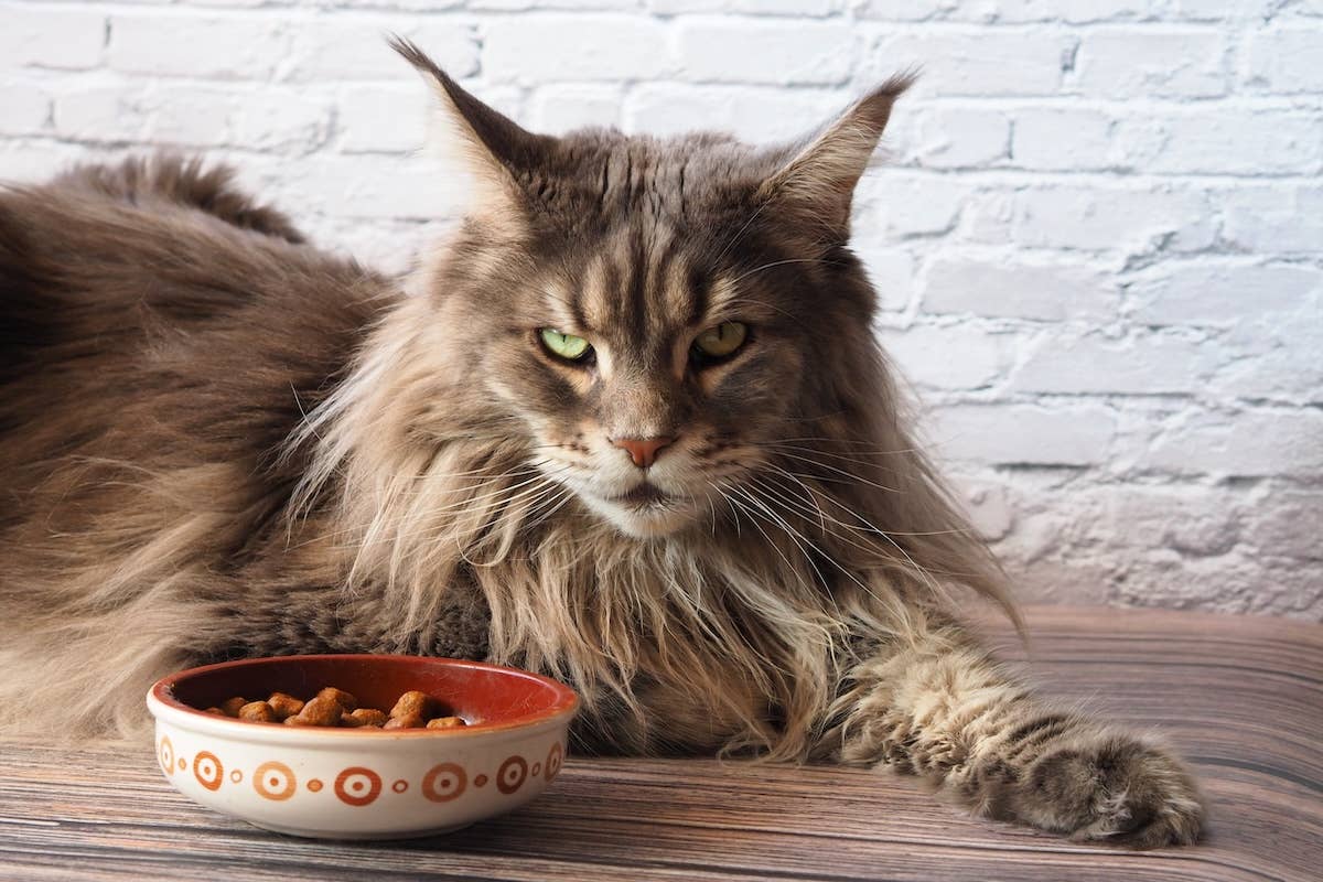 Actor That Looks Like Maine Coon 60 Photos - Moonagedaydream.film