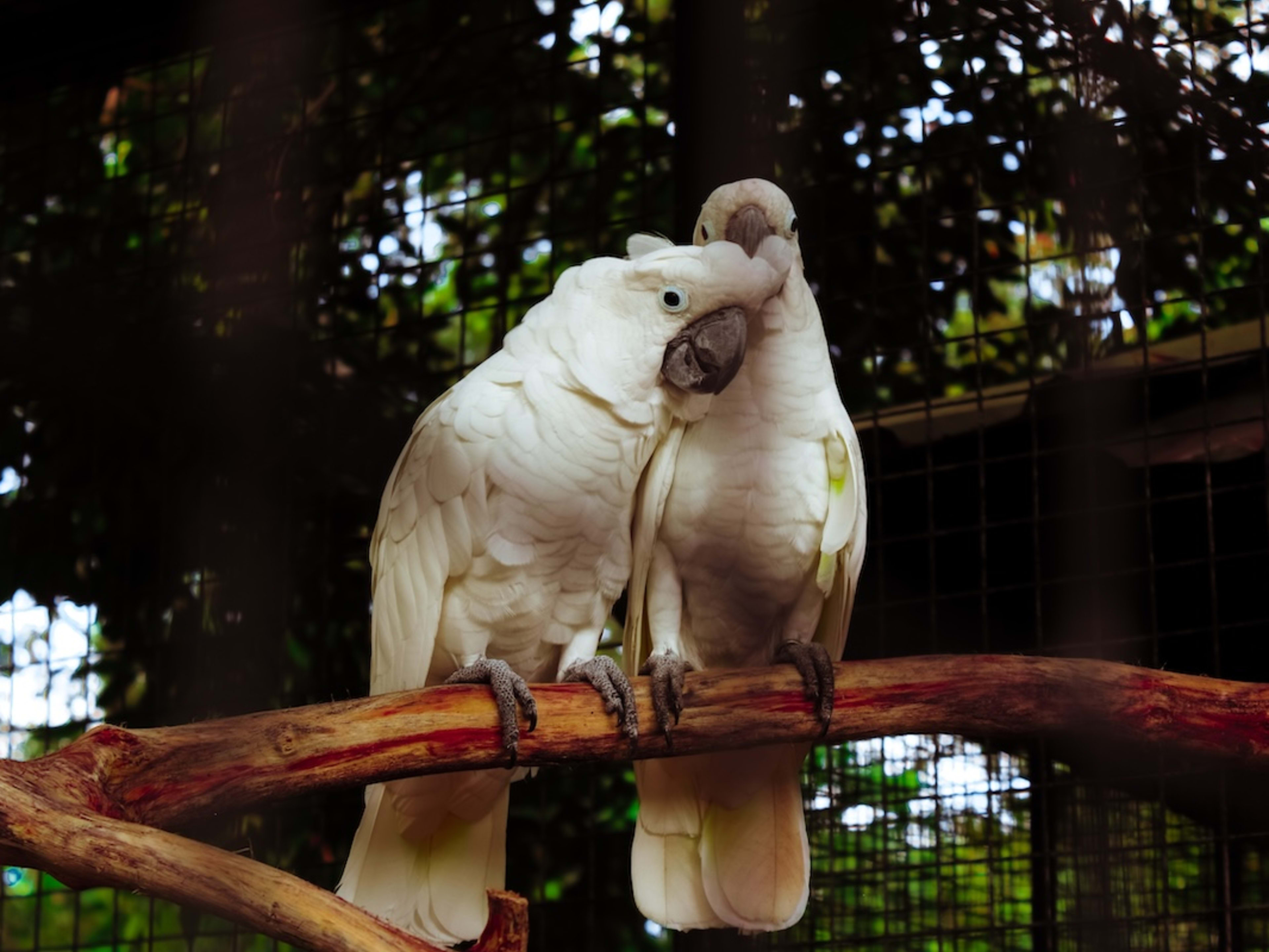 Cockatoo Sisters Challenge Each Other to 'Dance Off' and It's Total ...